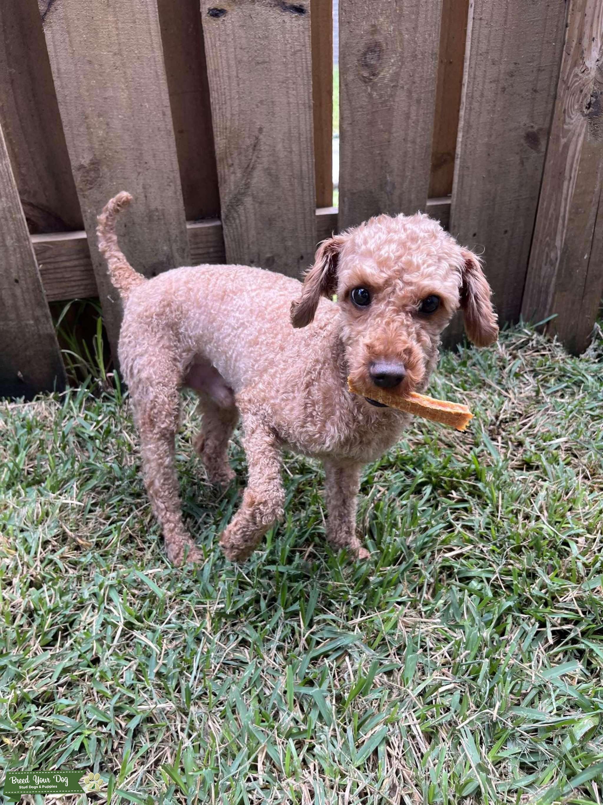 Mini poodle - Stud Dog Florida - Breed Your Dog