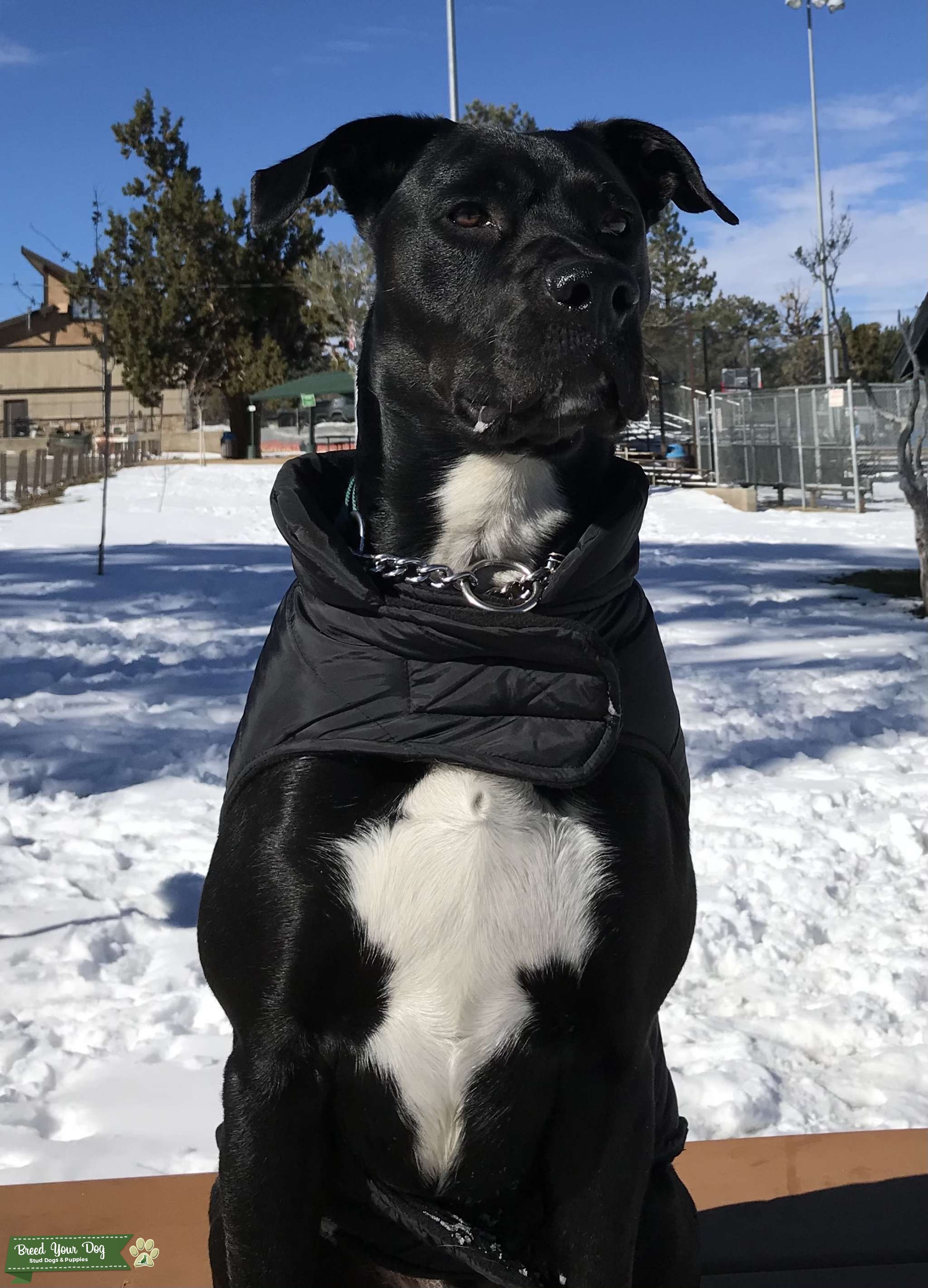 Border Collie Boxer Stud - Stud Dog in Big Bear Lake, CA, the United ...