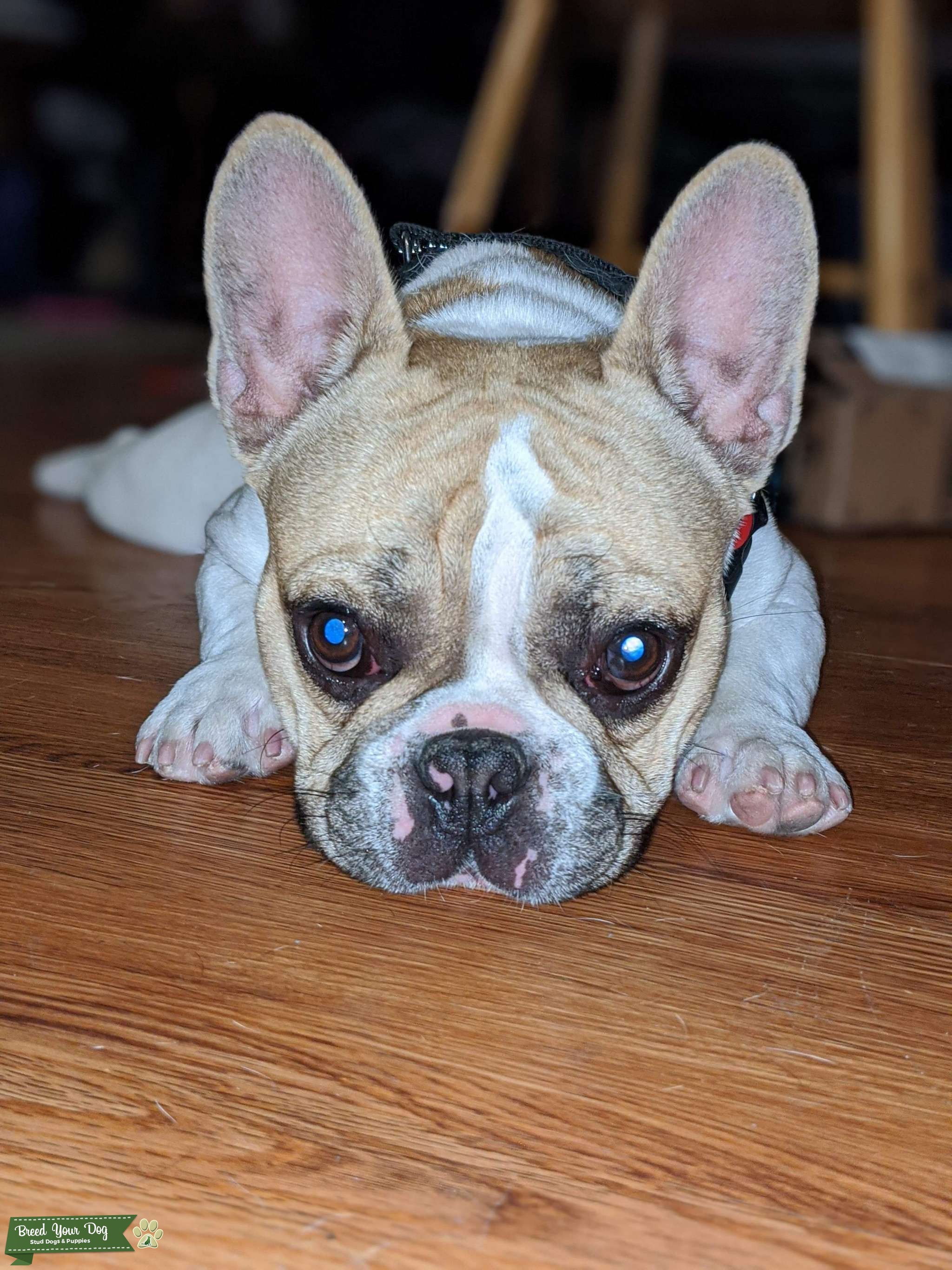 Fawn/White Pied Frenchie - Stud Dog in California , United States ...