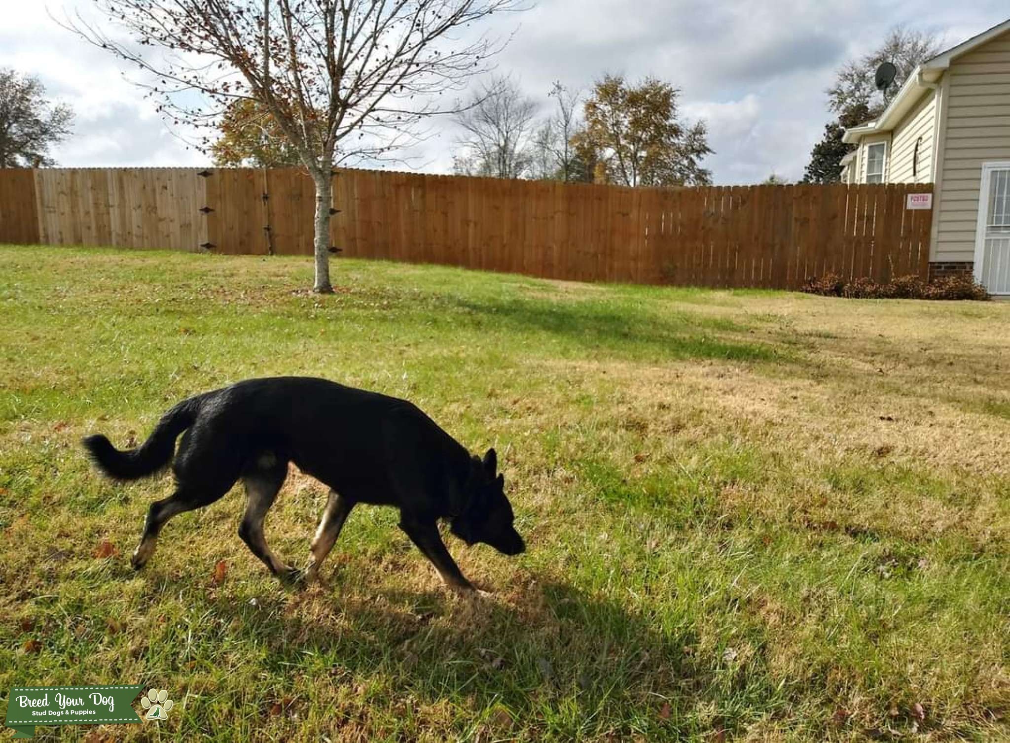 German Shepherd Stud Services - Stud Dog in North Carolina, the United ...