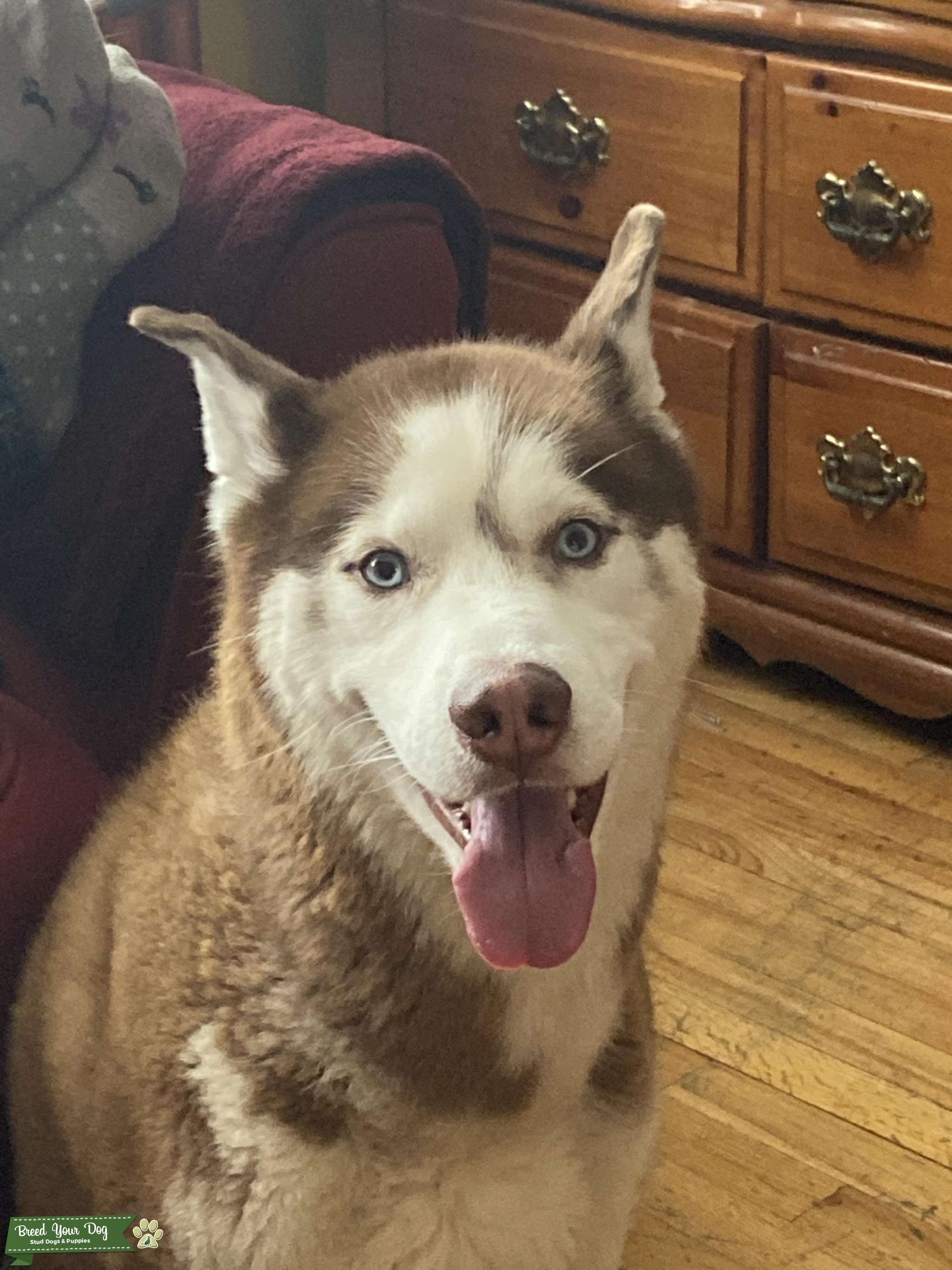 Husky Stud wanting pups - Stud Dog New york - Breed Your Dog