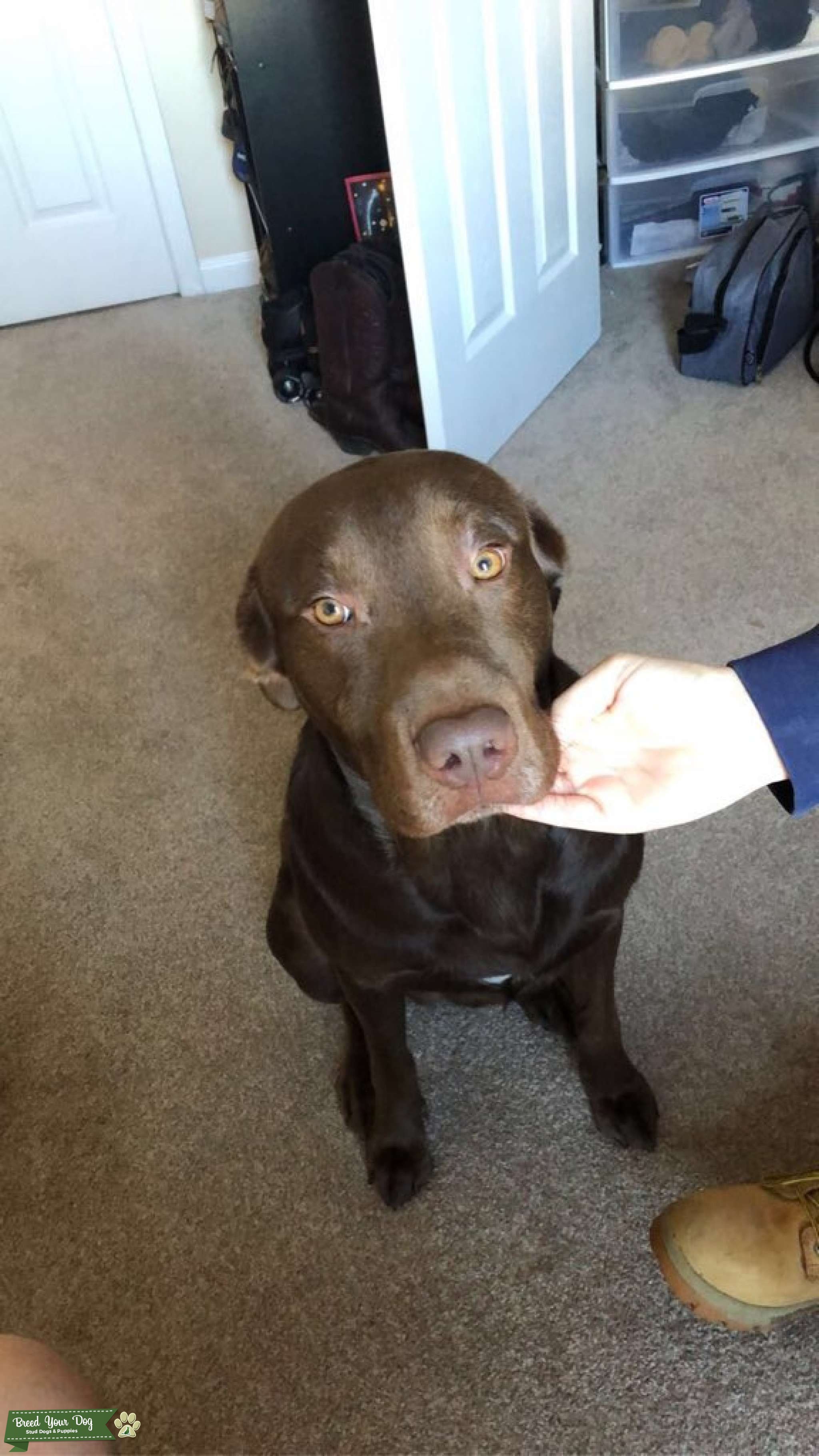 Chocolate chestnut labrador - Stud Dog Sc - Breed Your Dog