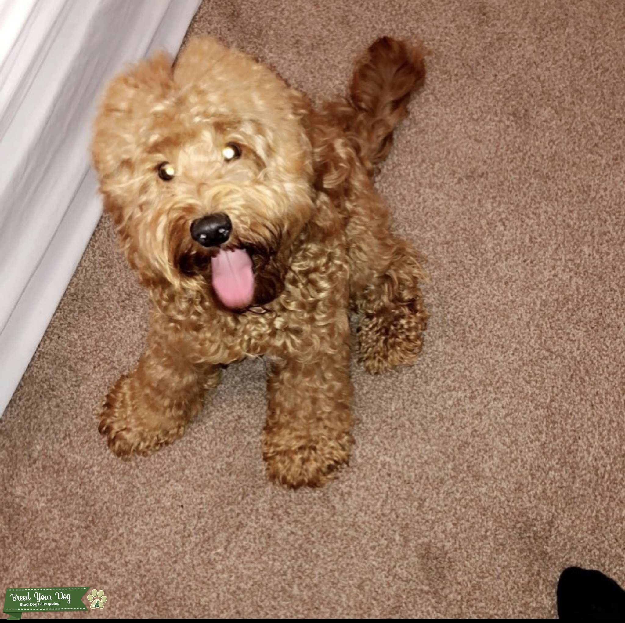 Red F1 Cockerpoo Stud - Stud Dog in West Midlands , United States ...