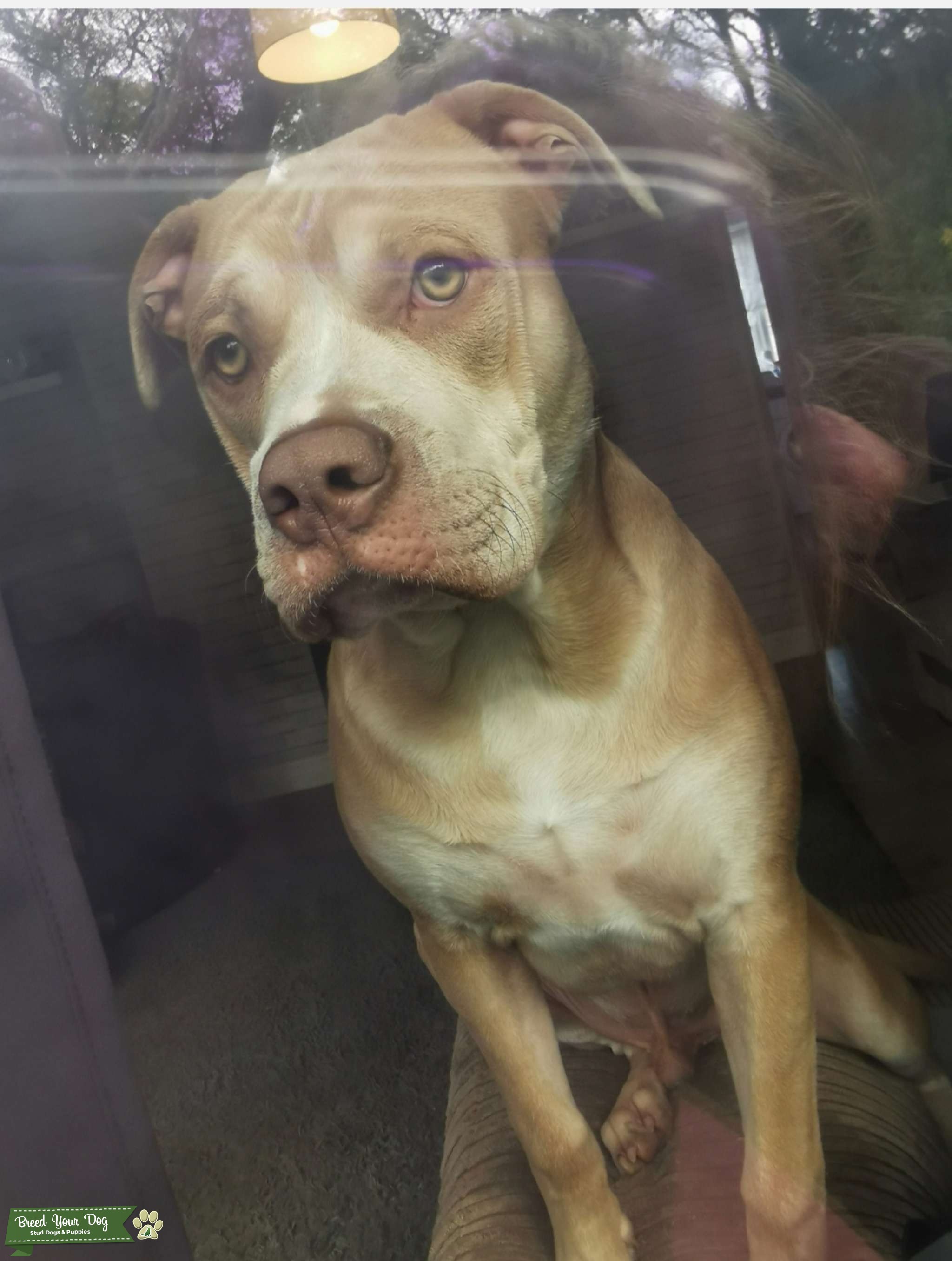 Handsome staff cross - Stud Dog London - Breed Your Dog