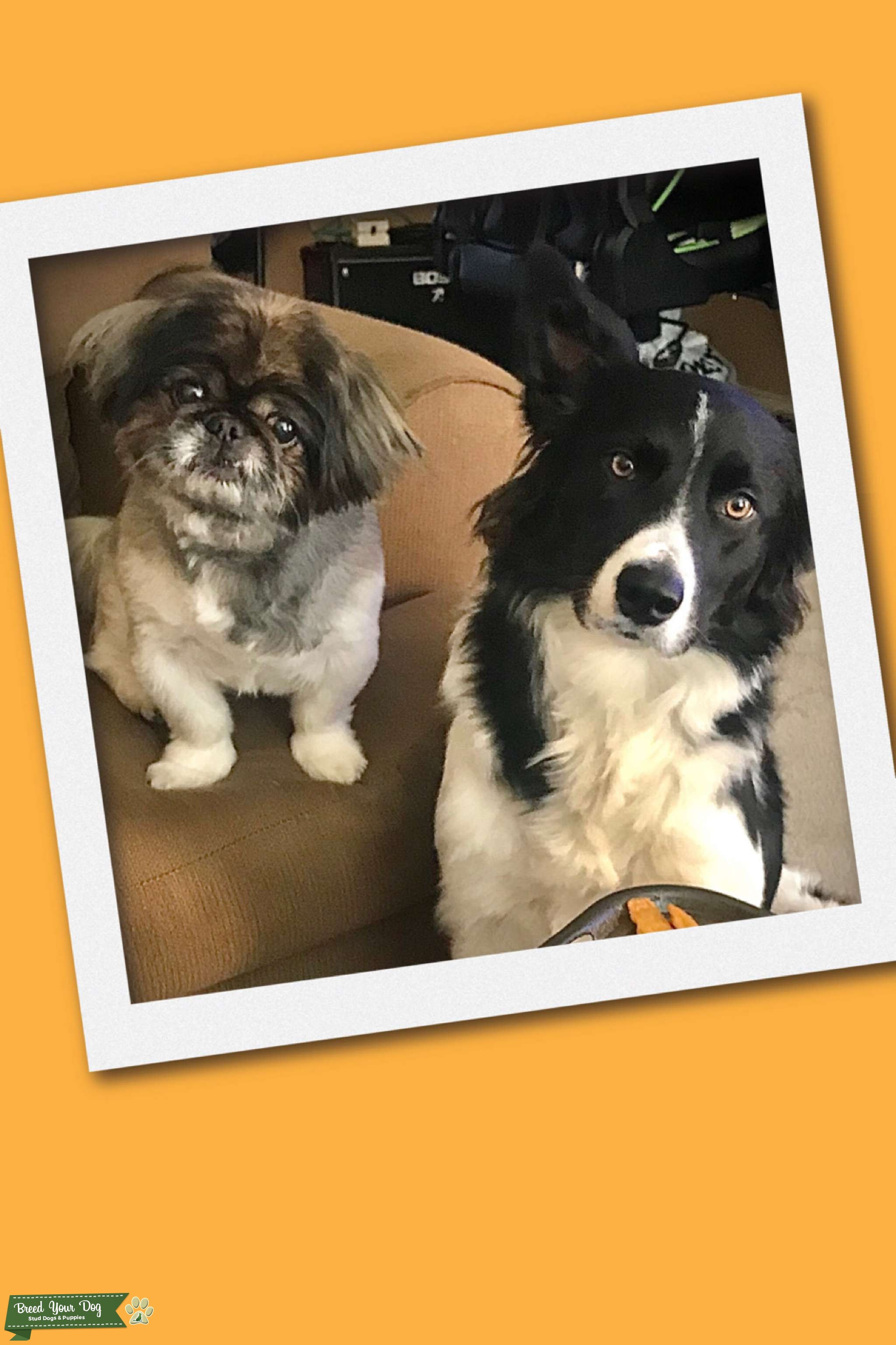 Full Bred Border Collie With paperwork - Stud Dog in Kentucky, United ...