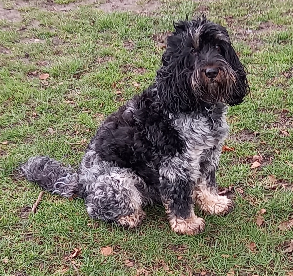 Blue Roan Cockapoo ready for breeding - Stud Dog in HERTFORDSHIRE , the ...