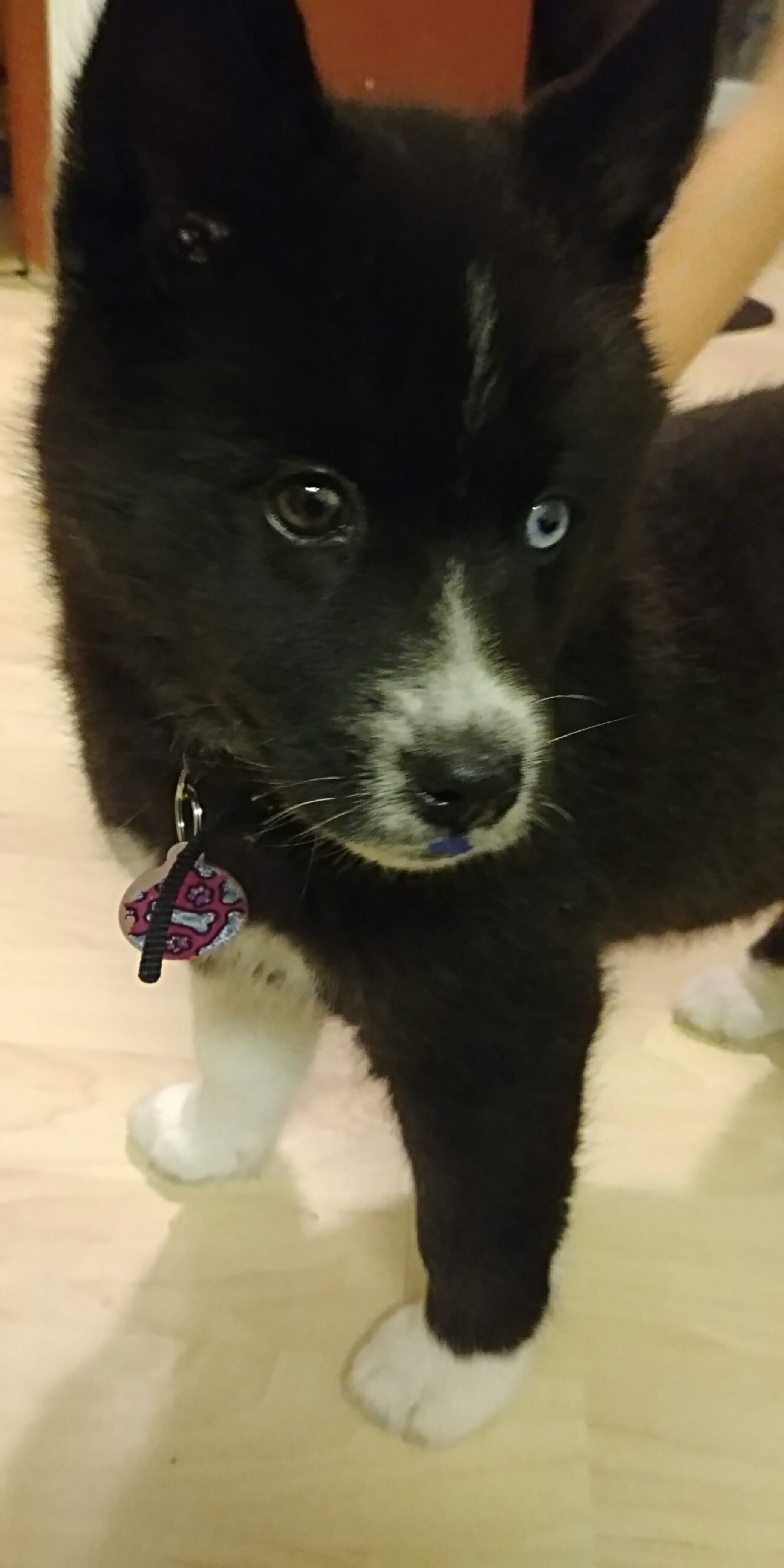 Female F1 Pomsky looking for Pomsky Stud - Stud Dog in Alberta, Canada ...