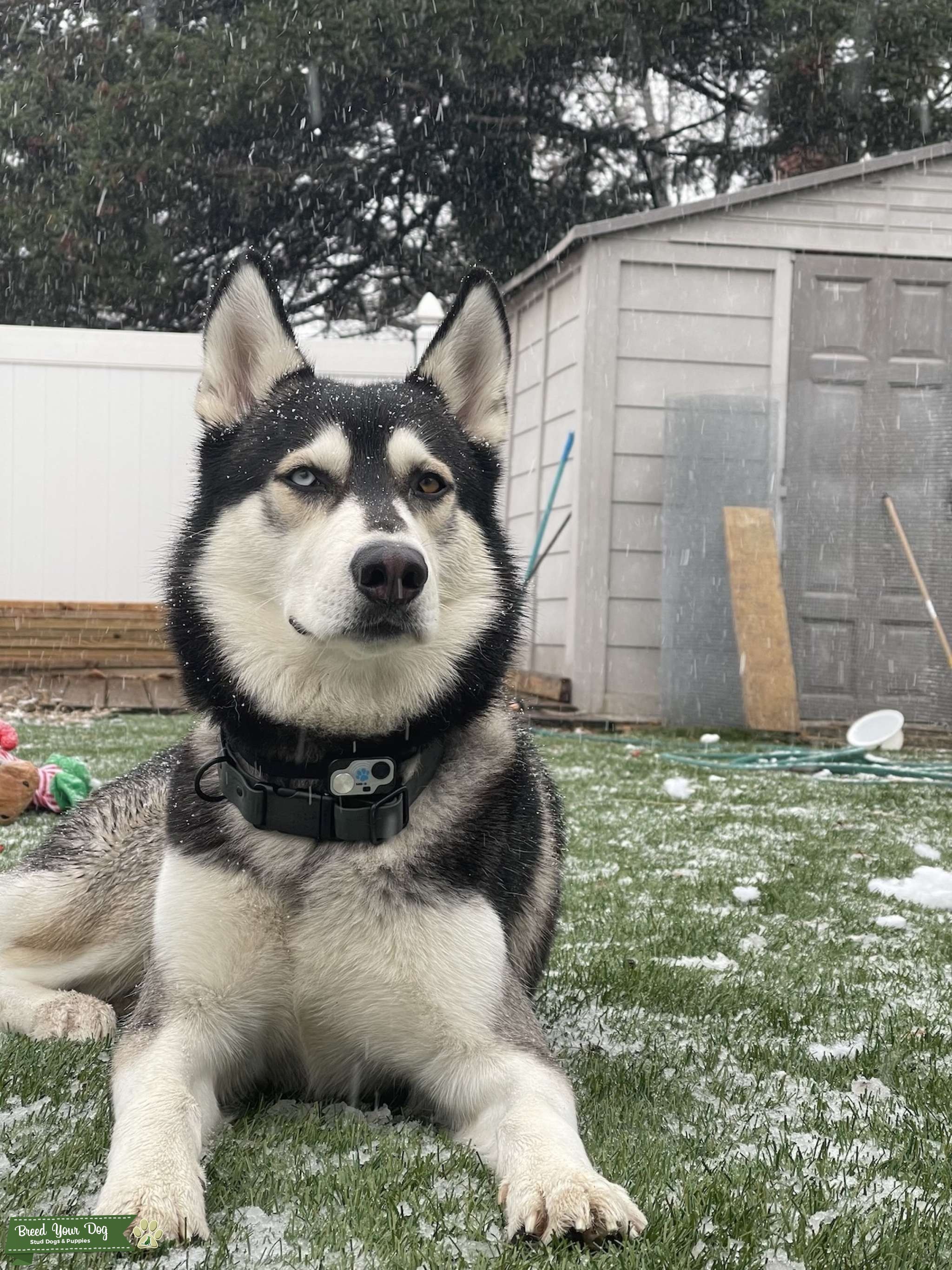 Hello, I’m milo - Stud Dog in New York, the United States | Breed Your Dog