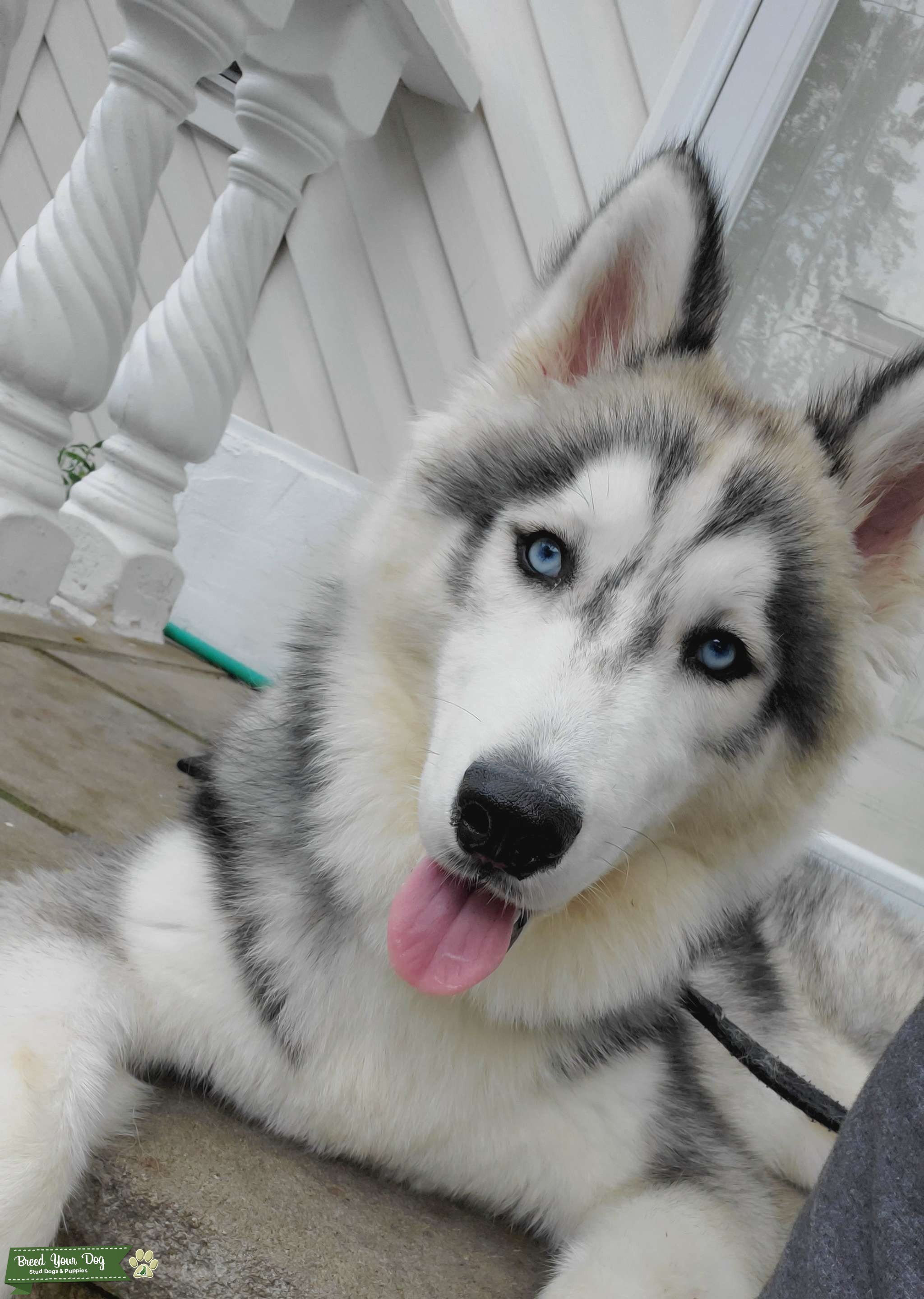 Alaskan husky - Stud Dog in NEW YORK, the United States | Breed Your Dog