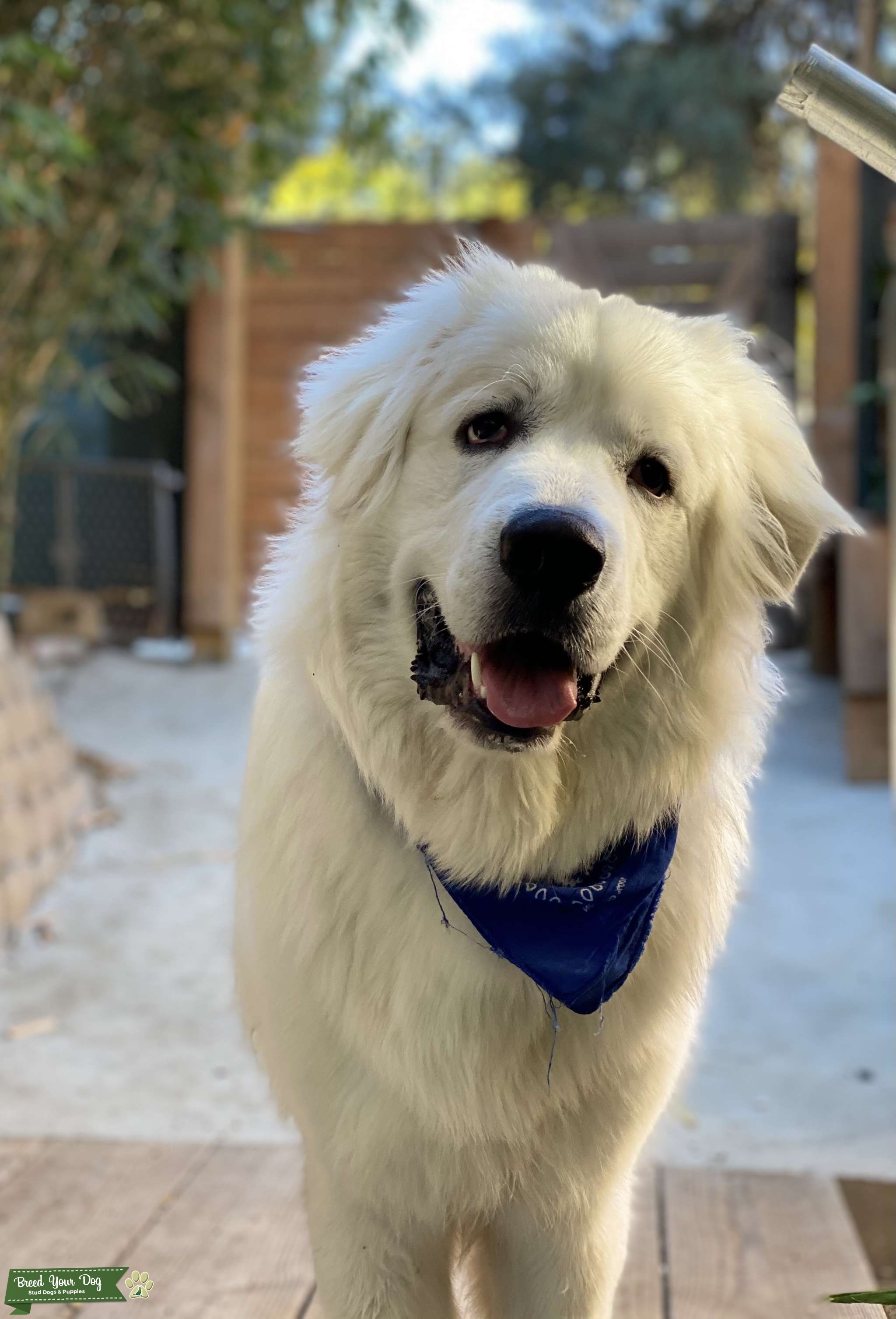 Great Pyrenees Stud - Stud Dog Los Angeles - Breed Your Dog