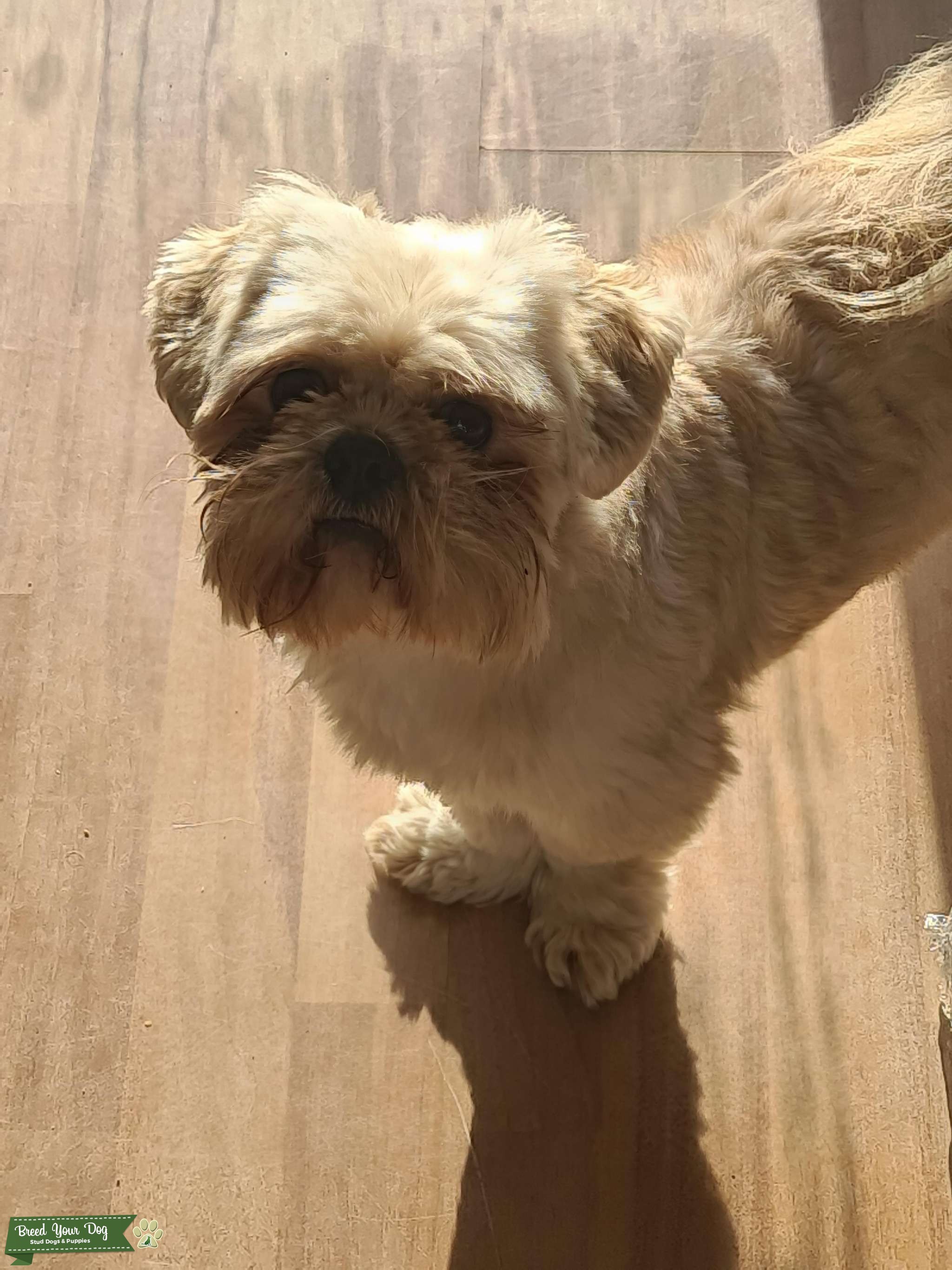 Champagne miniature Shih Tzu - Stud Dog in Tyne and Wear, United States ...