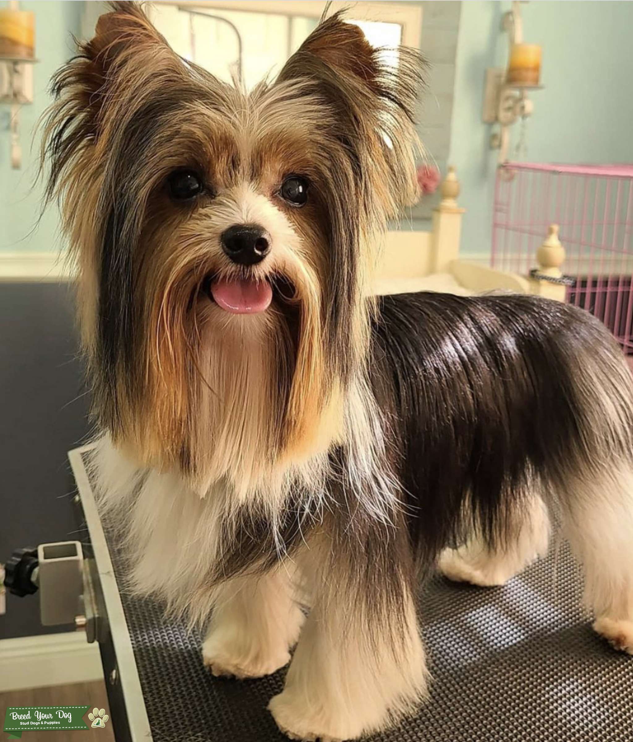 AKC Parti Yorkshire terrier - Stud Dog in California, United States ...