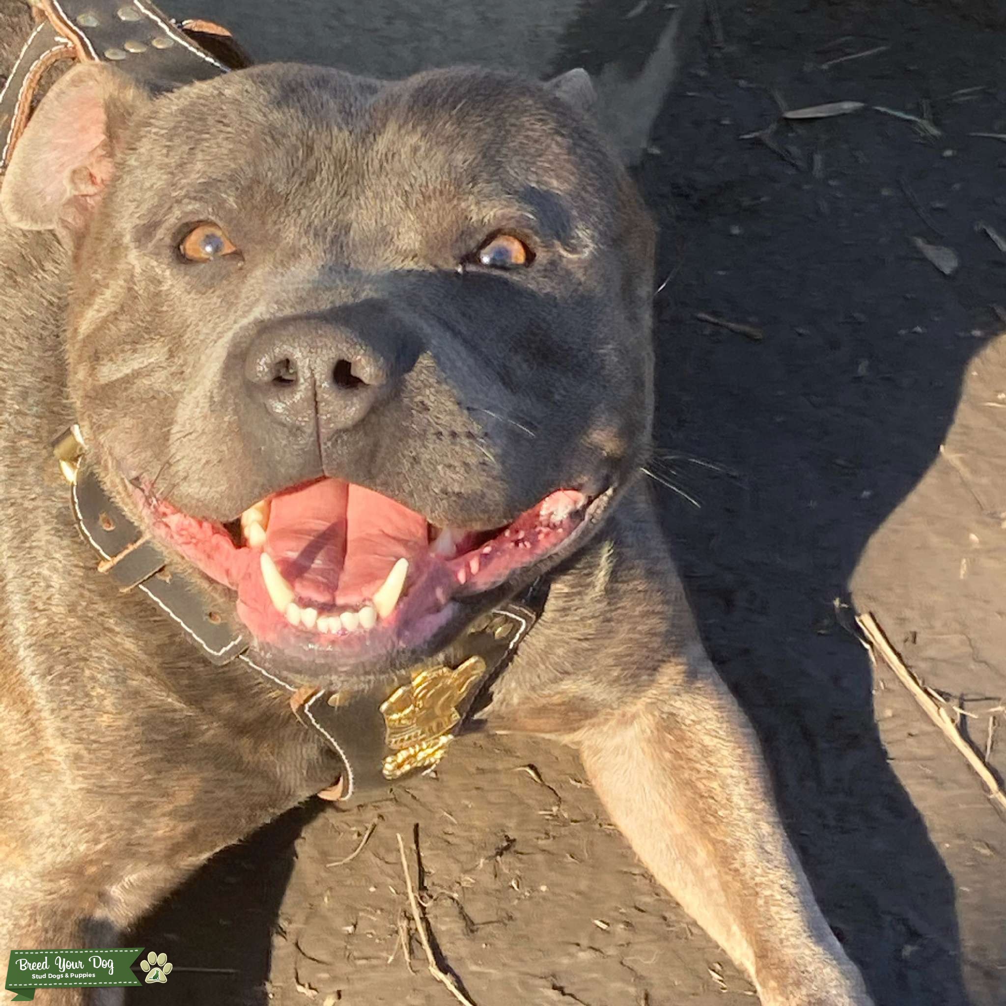 Blue staffy available for STUD - Stud Dog in Leeds, United States ...