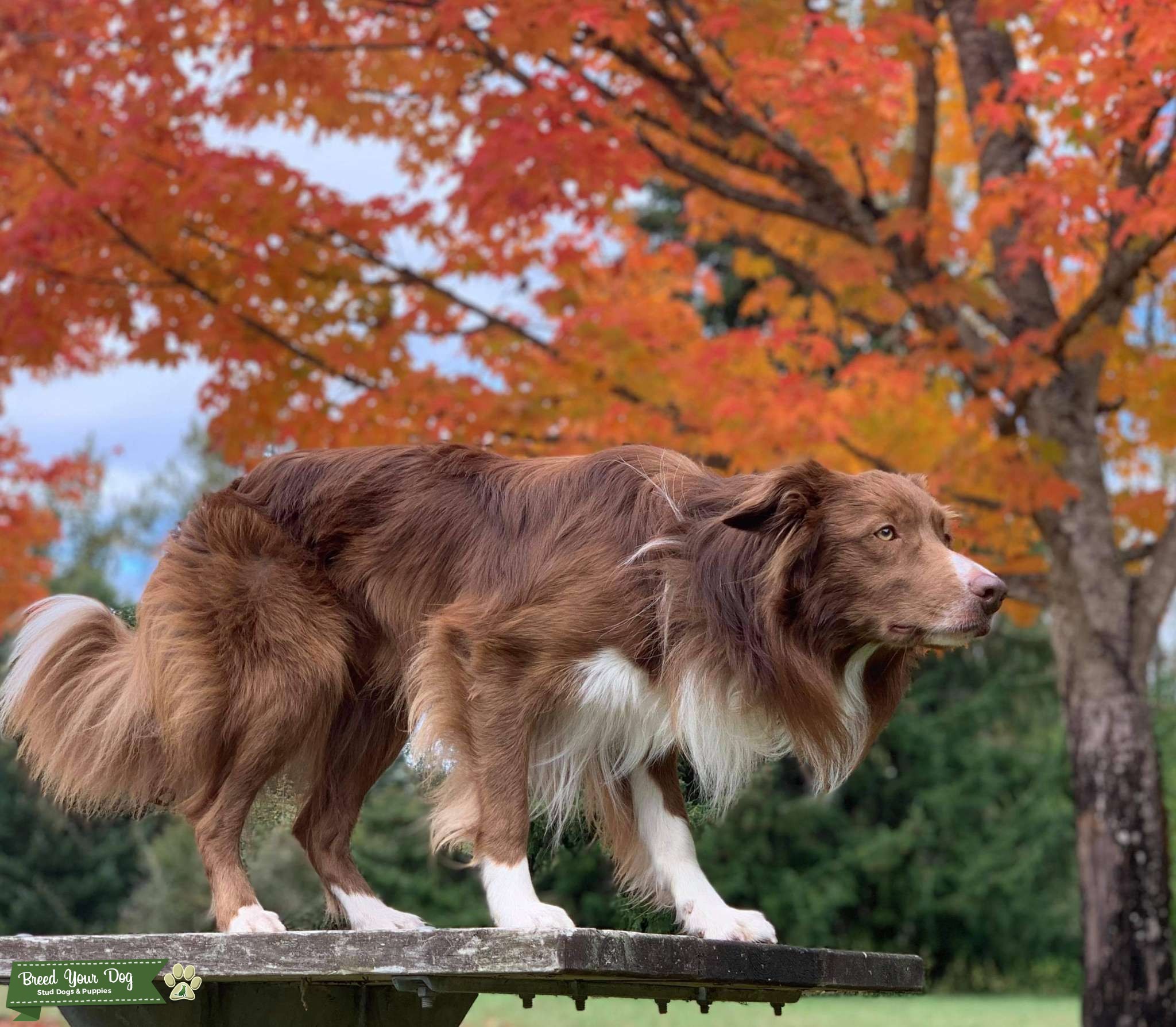 Red Border Collie - Stud Dog Salem, Oregon - Breed Your Dog