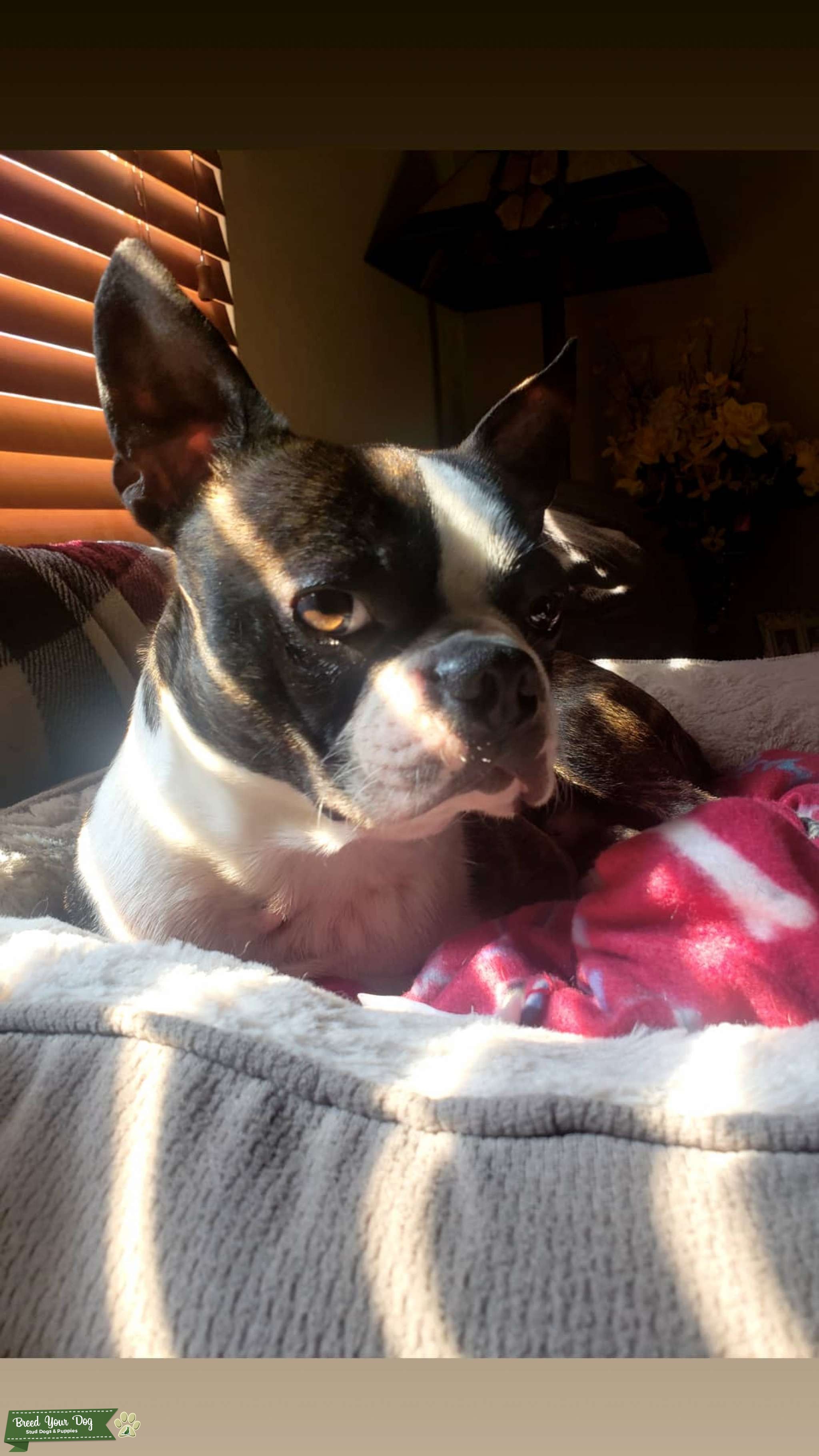 Full AKC Male Boston Terrier - Stud Dog in Colorado Springs, the United ...