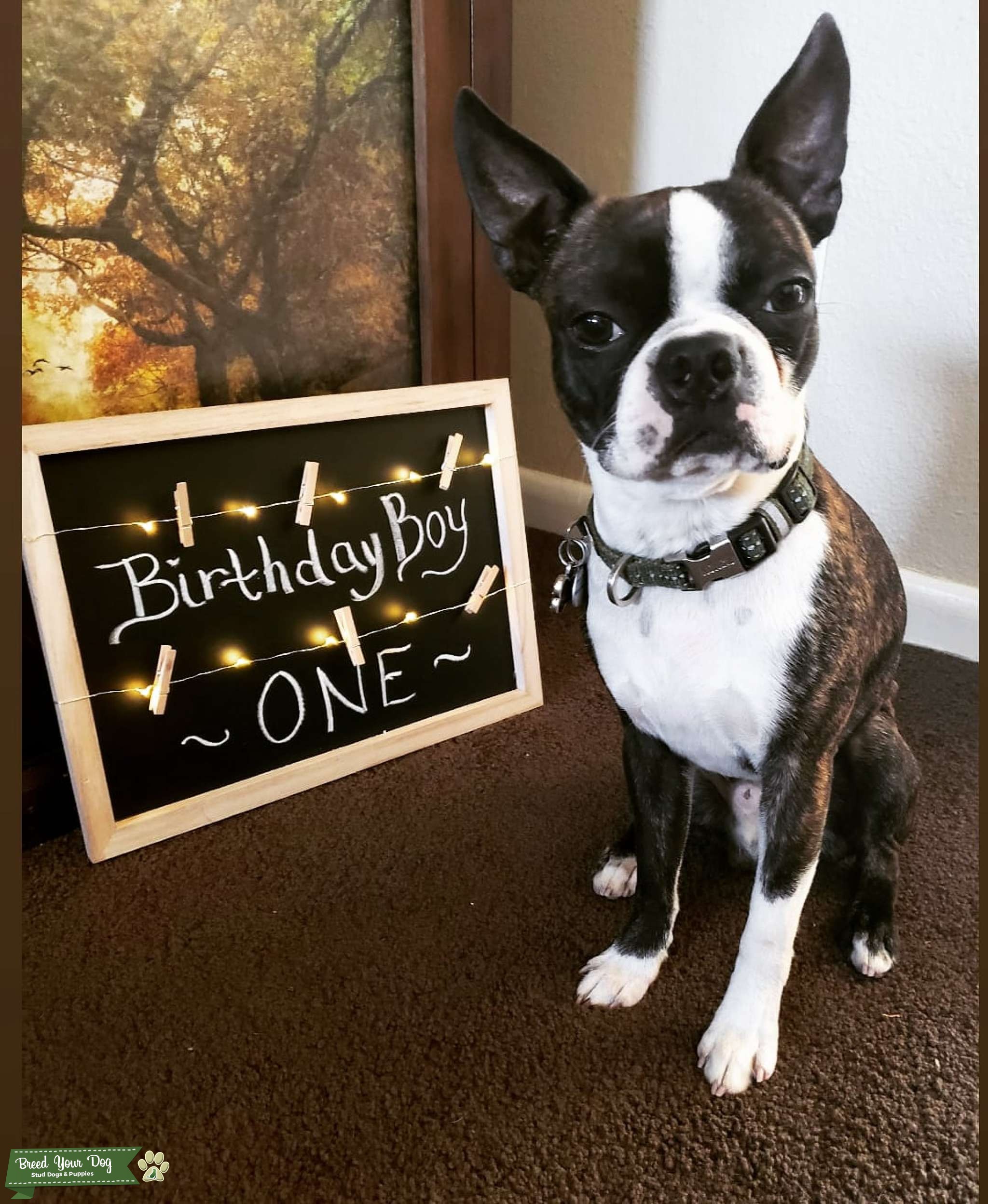 Stud Dog - Full AKC Male Boston Terrier - Breed Your Dog