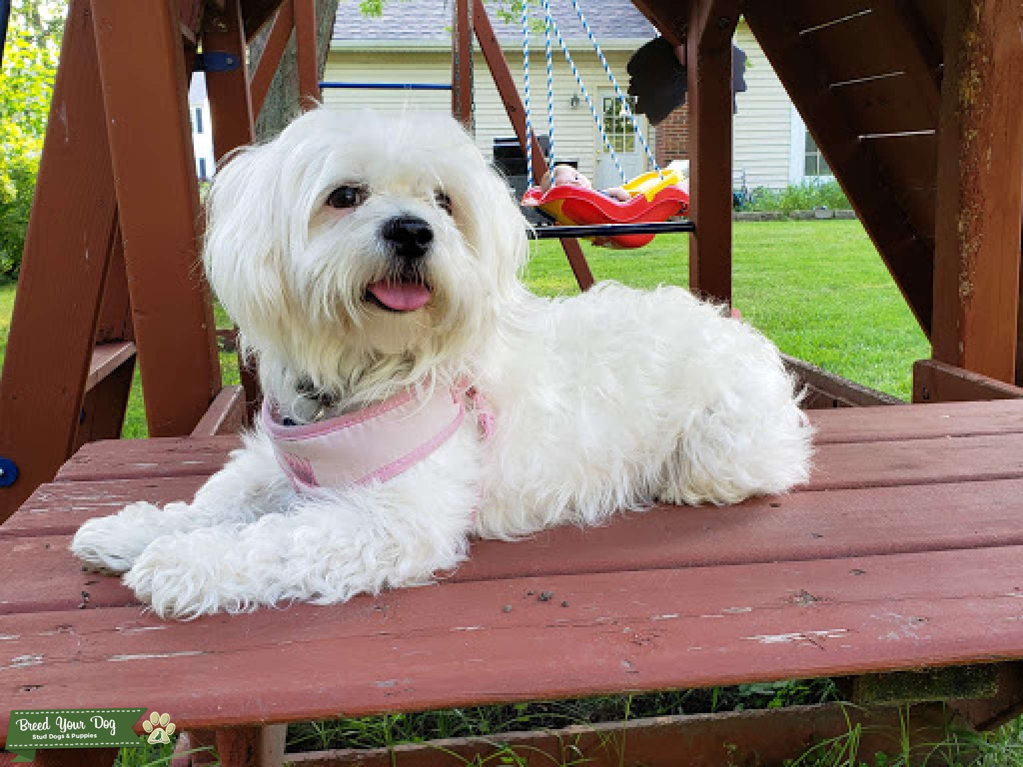 Maltese/Havanese - Stud Dog in Illinois , United States | Breed Your Dog