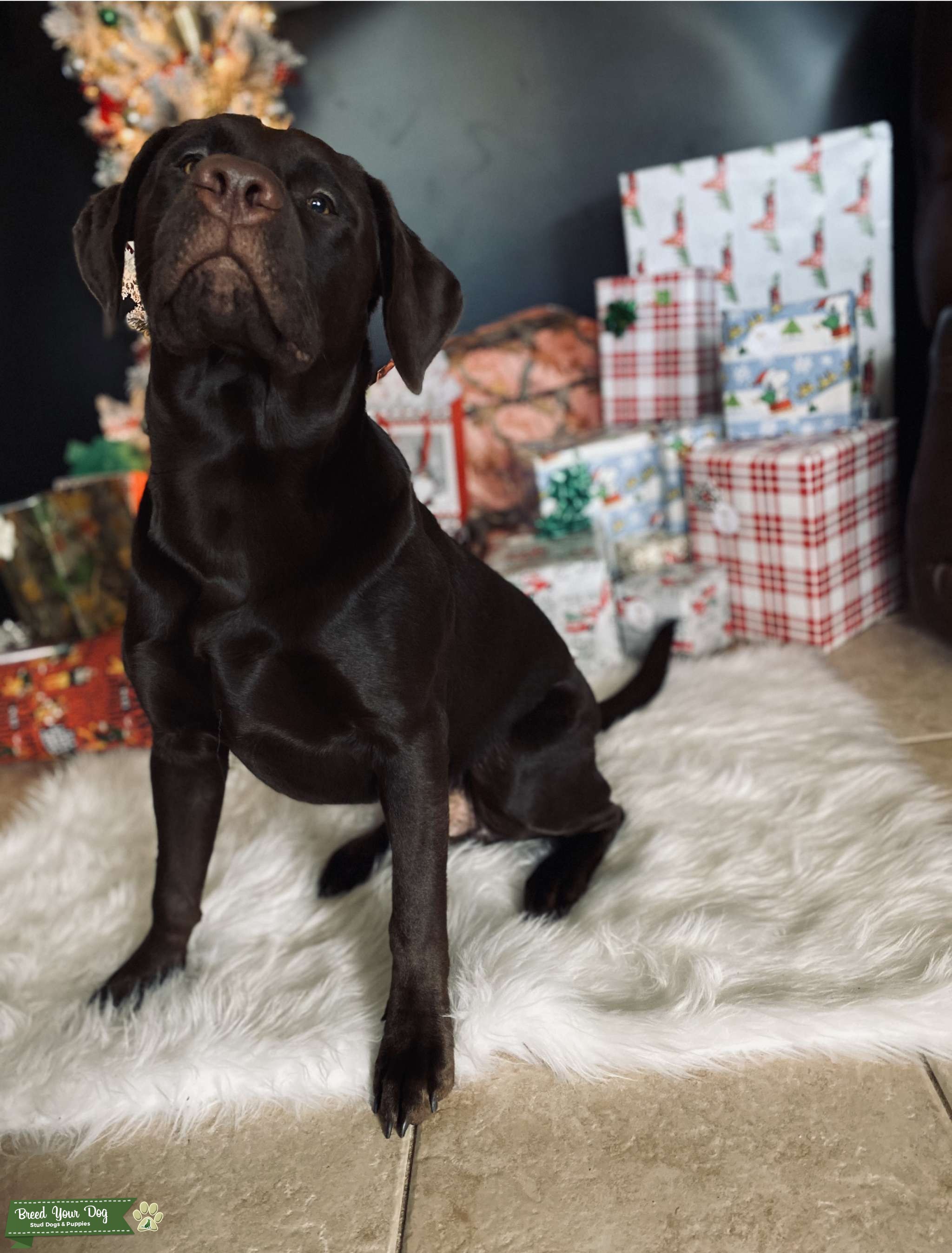 Pure Bred Chocolate Lab - Stud Dog in Florida, the United States ...