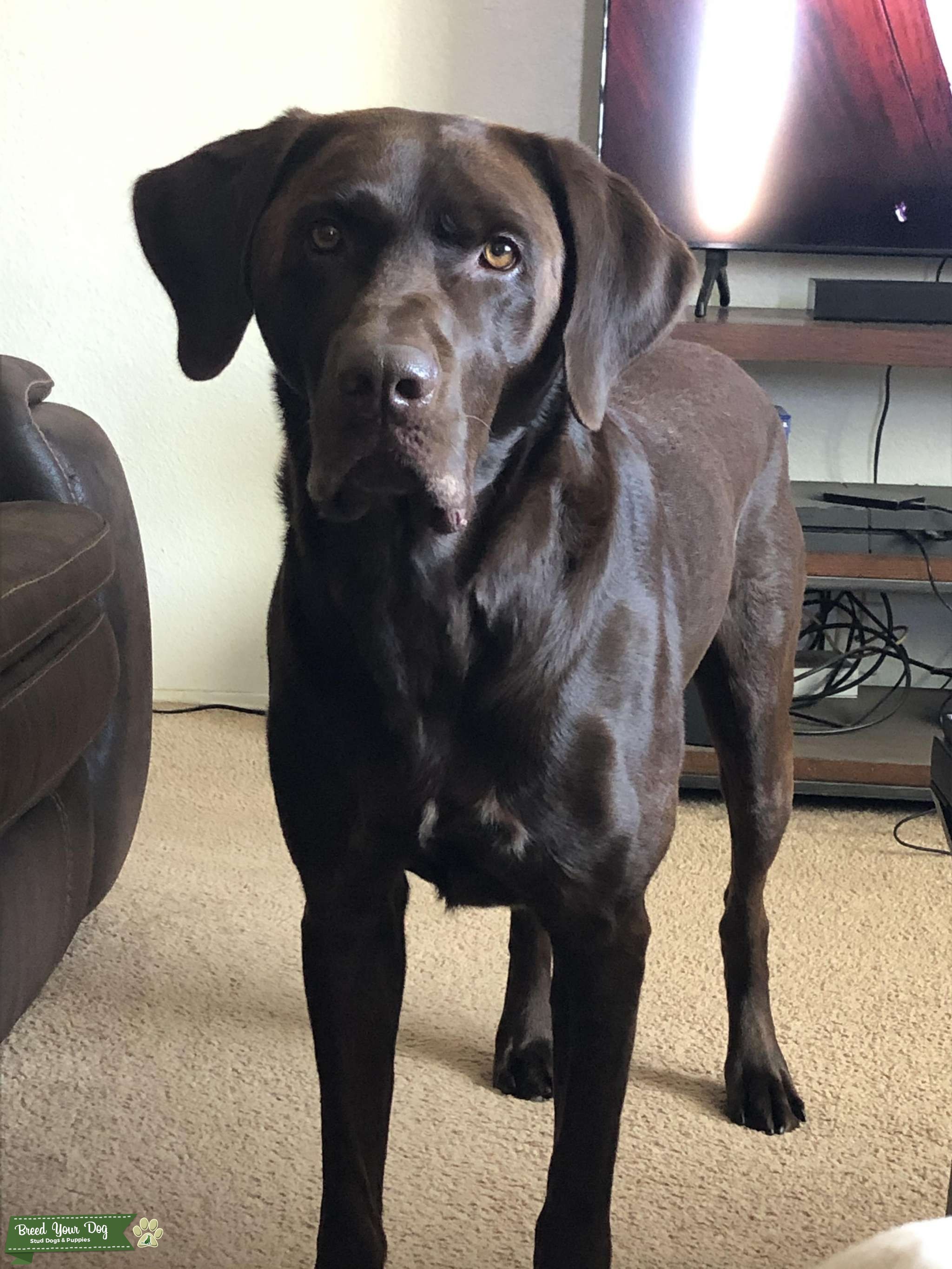 AKC American Chocolate Labrador Retriever - Stud Dog in Southwest, US ...