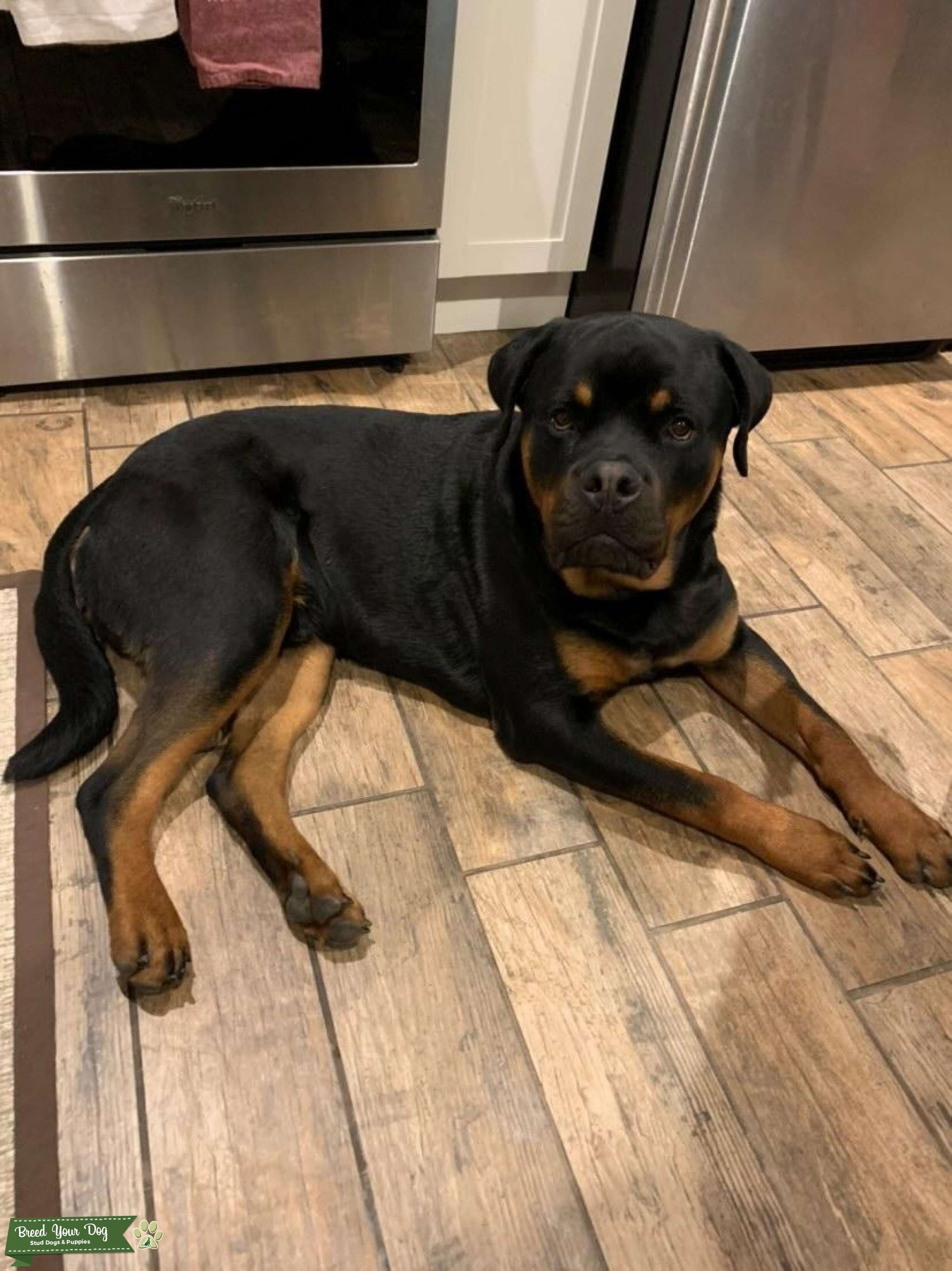 Purebred Stud Rottweiler - Stud Dog in Massachusetts, the United States ...