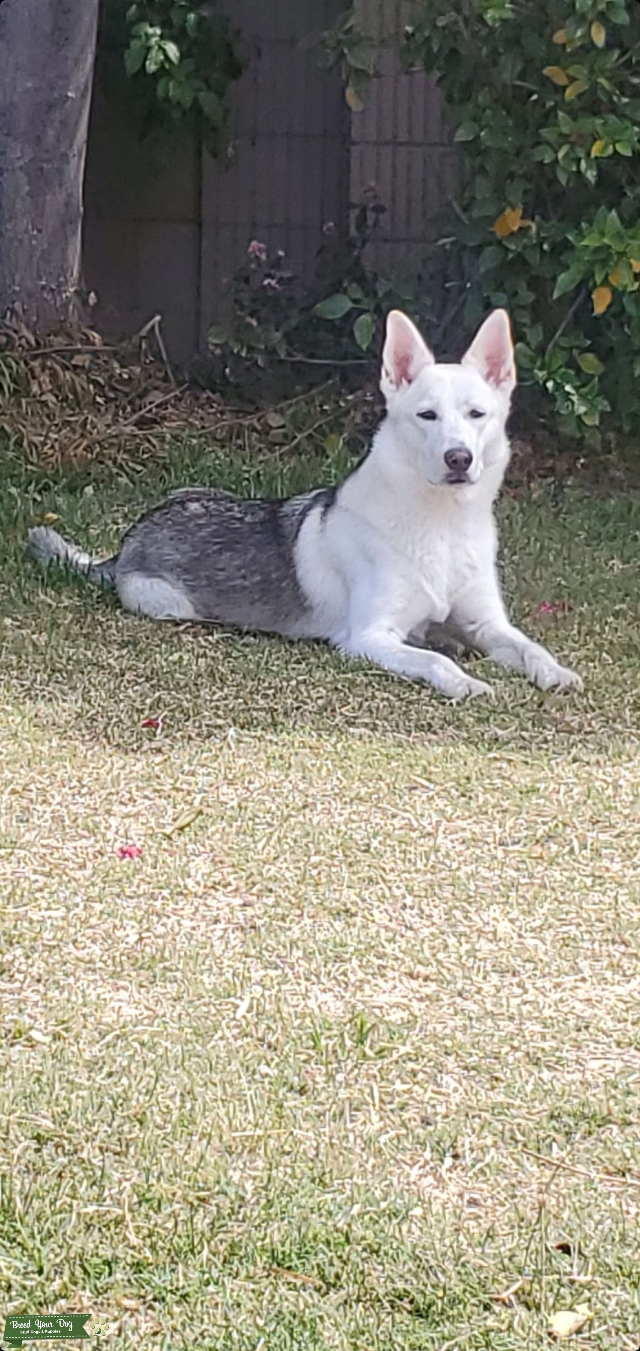 Beautiful German Shepard Husky - Stud Dog in CA, the United States ...