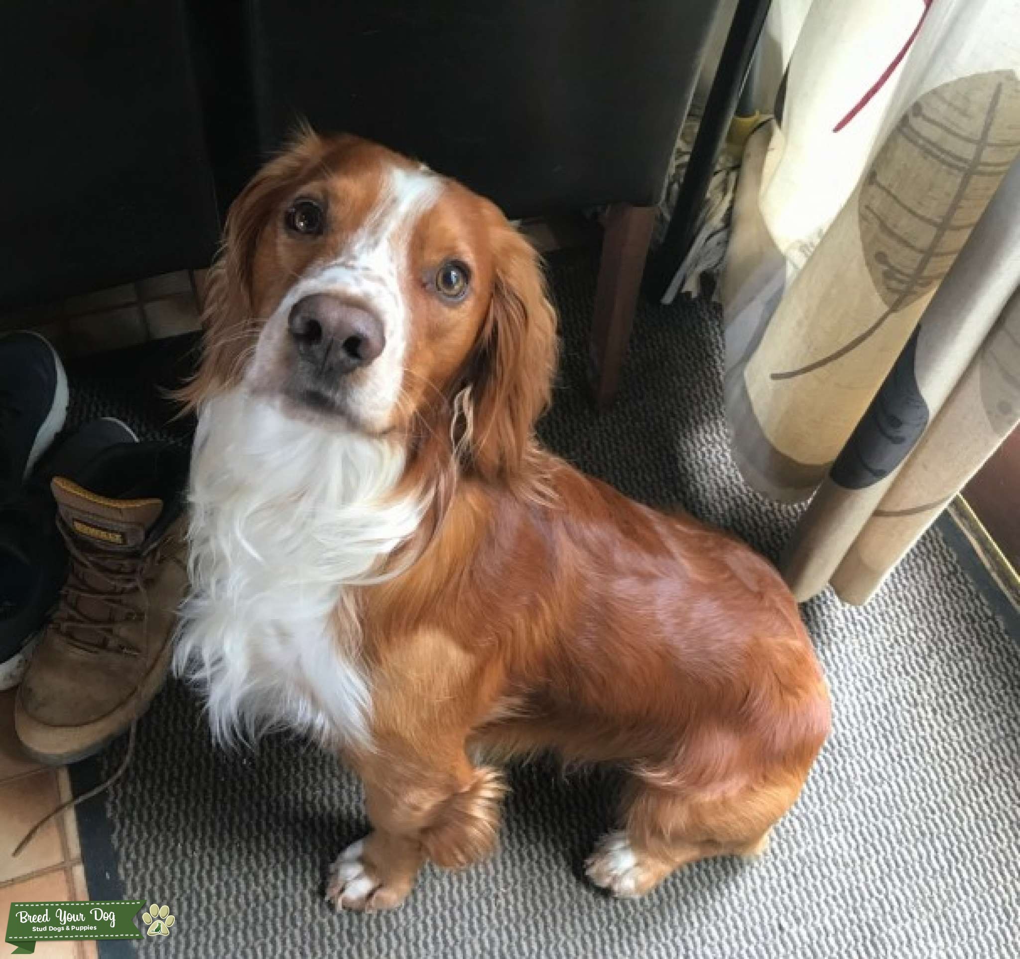 Gorgeous Working Pedigree Red Cocker Spaniel Stud - Stud Dog in Bath ...
