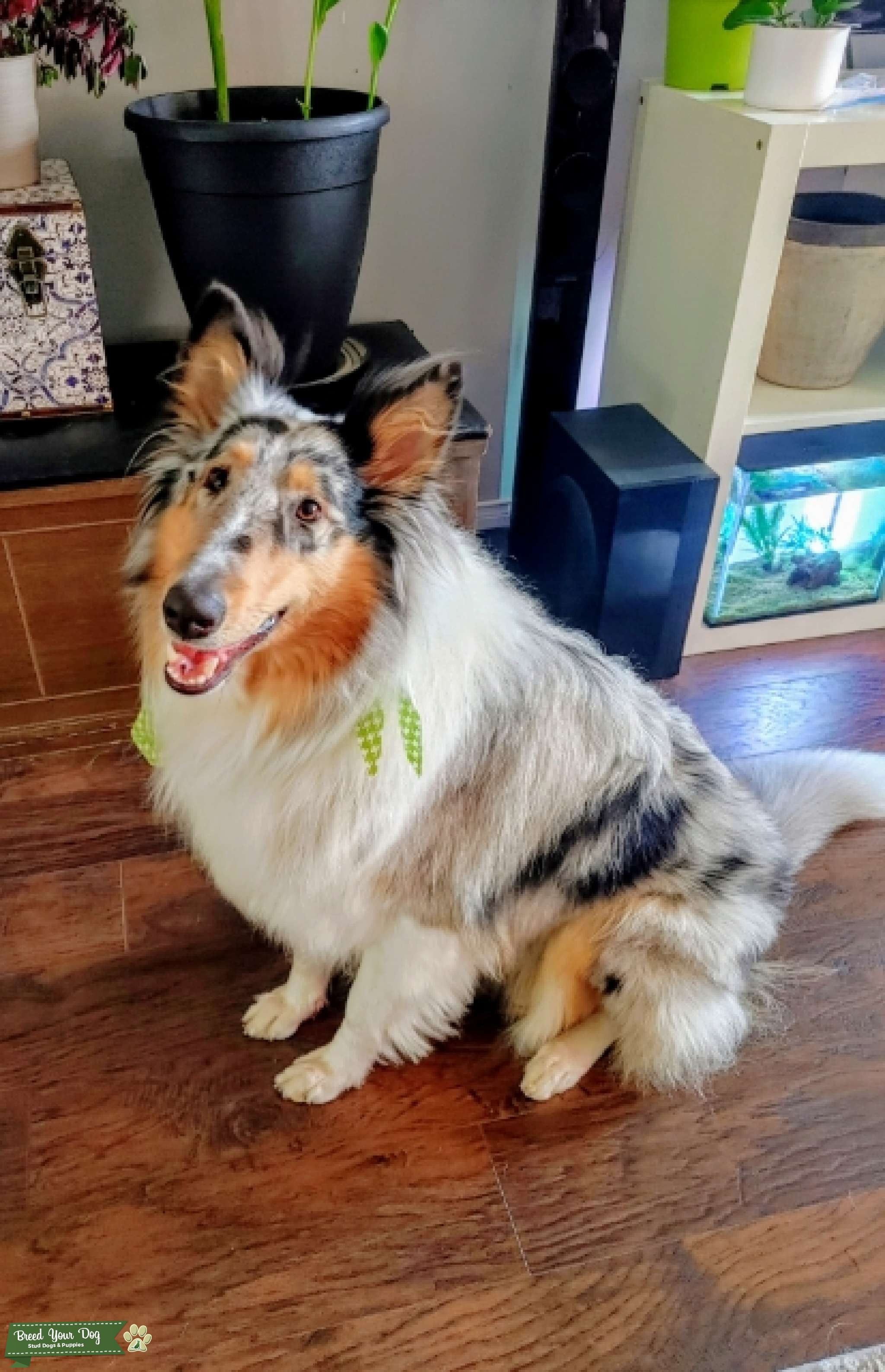 Merle rough Collie looking for Stud - Stud Dog in Hastings and Prince ...