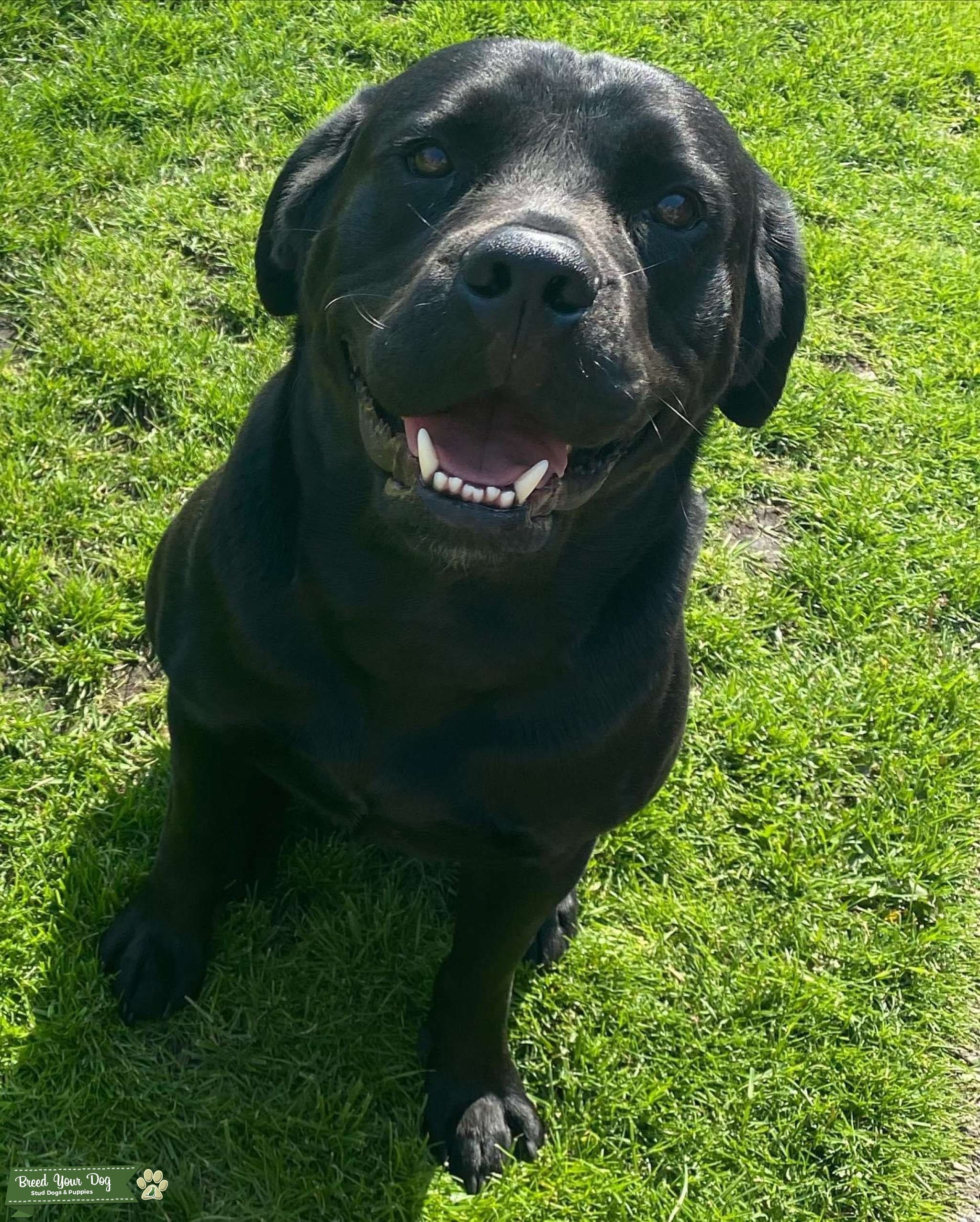 Bullador stud - Stud Dog in Leicestershire , United States | Breed Your Dog