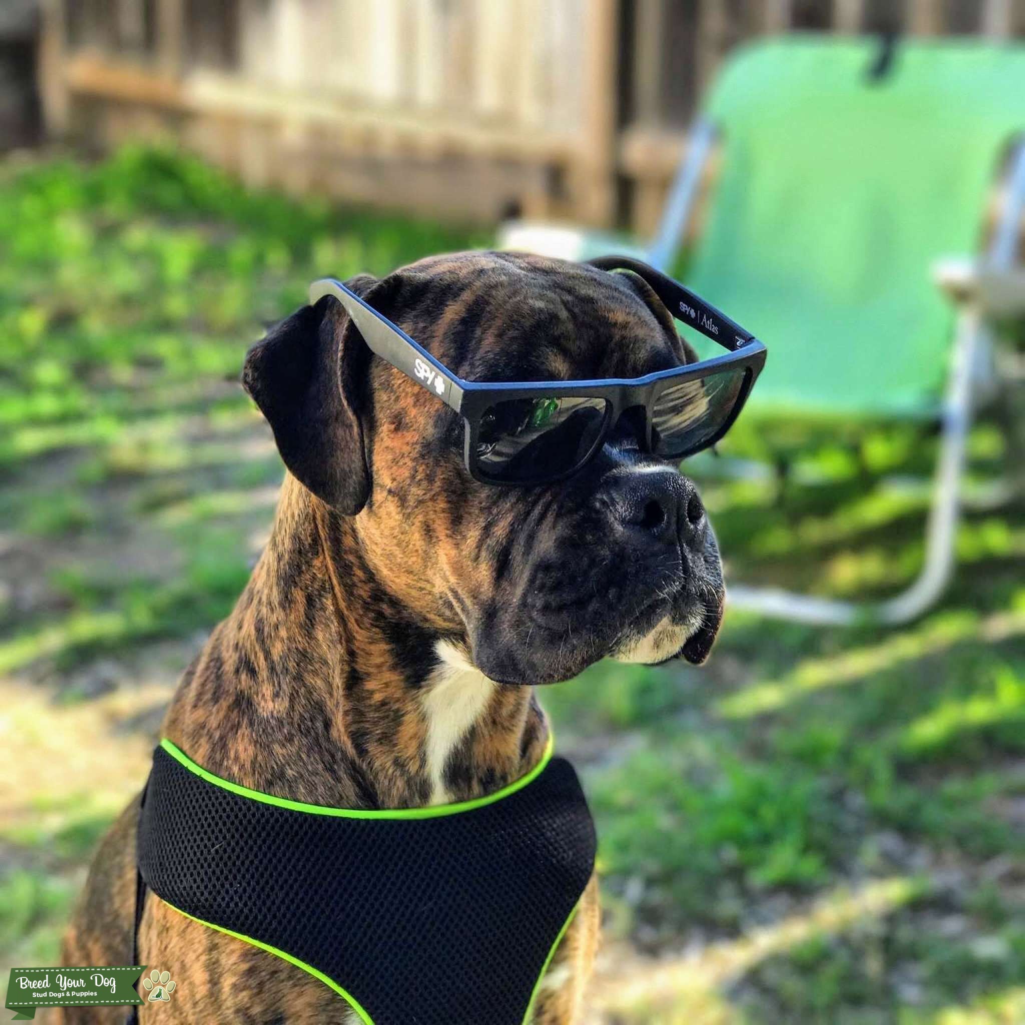 Pure Breed Boxer Stud - Stud Dog in Riverside , the United States ...