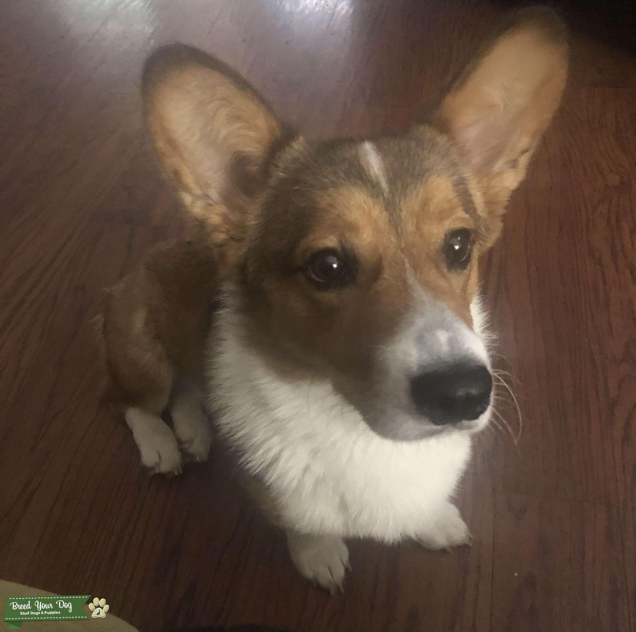 Pluto needs a girlfriend! - Stud Dog in TN, the United States | Breed ...