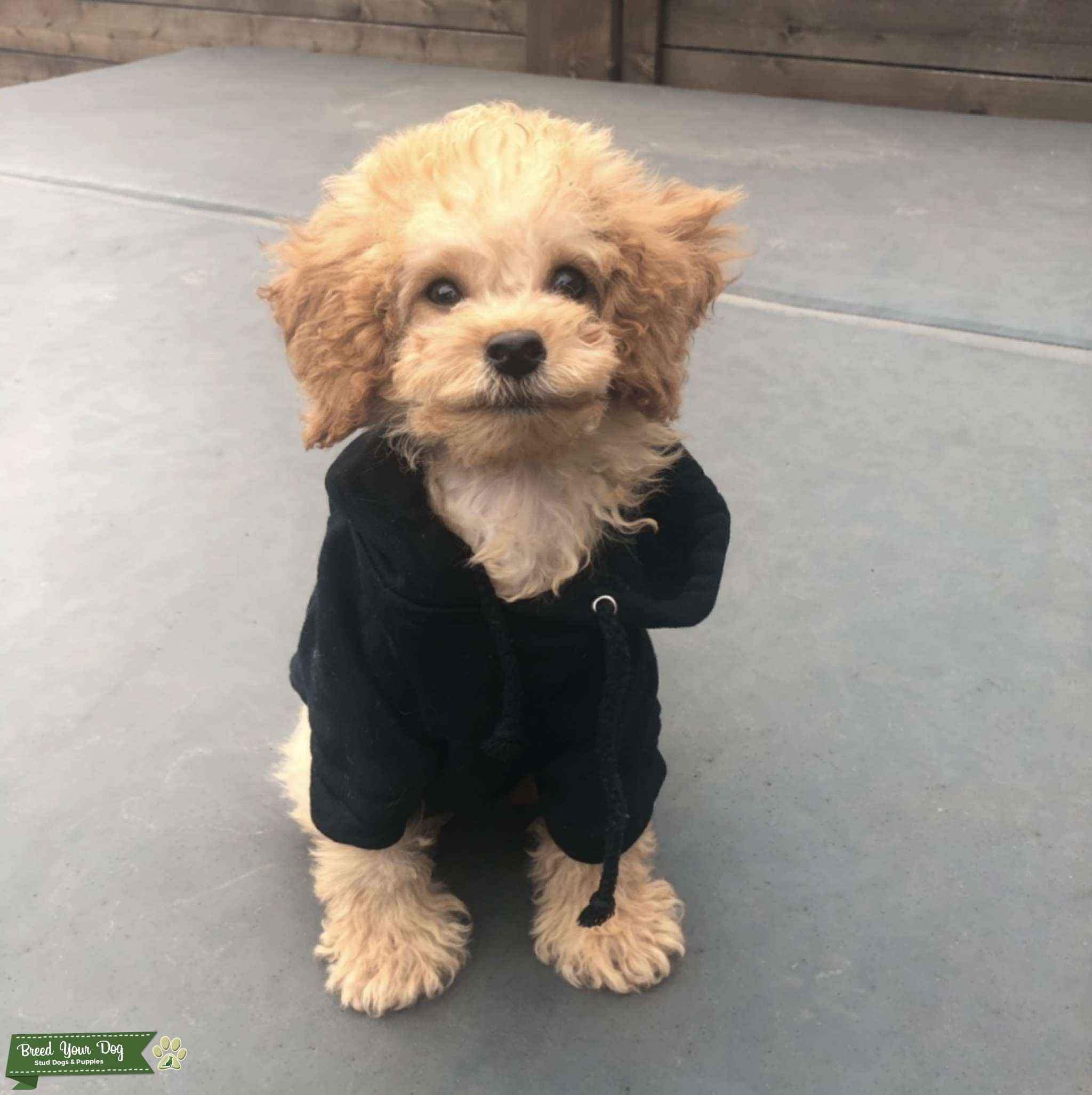 Apricot Toy Poodle Stud - Stud Dog Toronto - Breed Your Dog