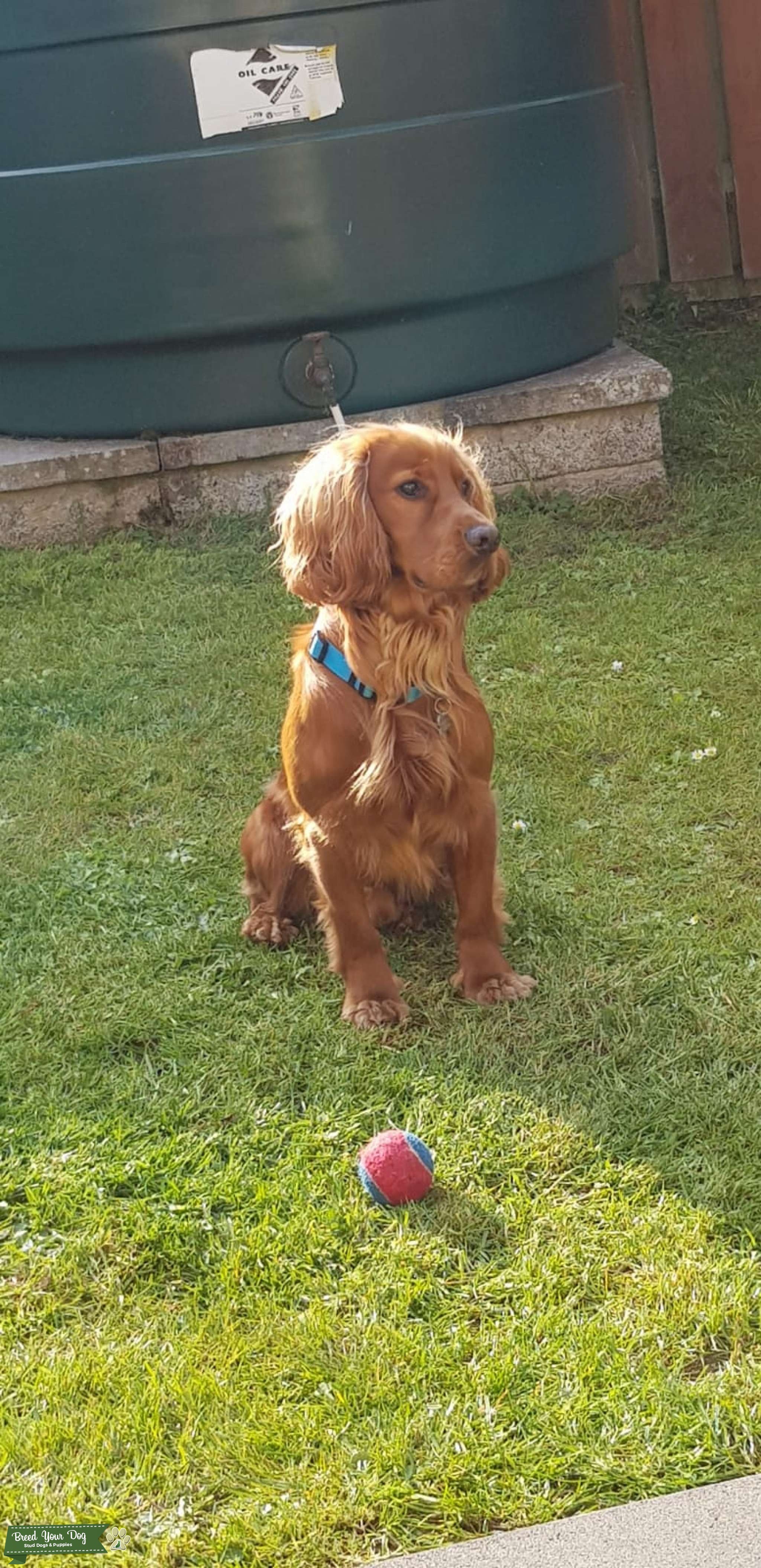 Cocker spaniel stud - Stud Dog in Northern Ireland , the United States ...