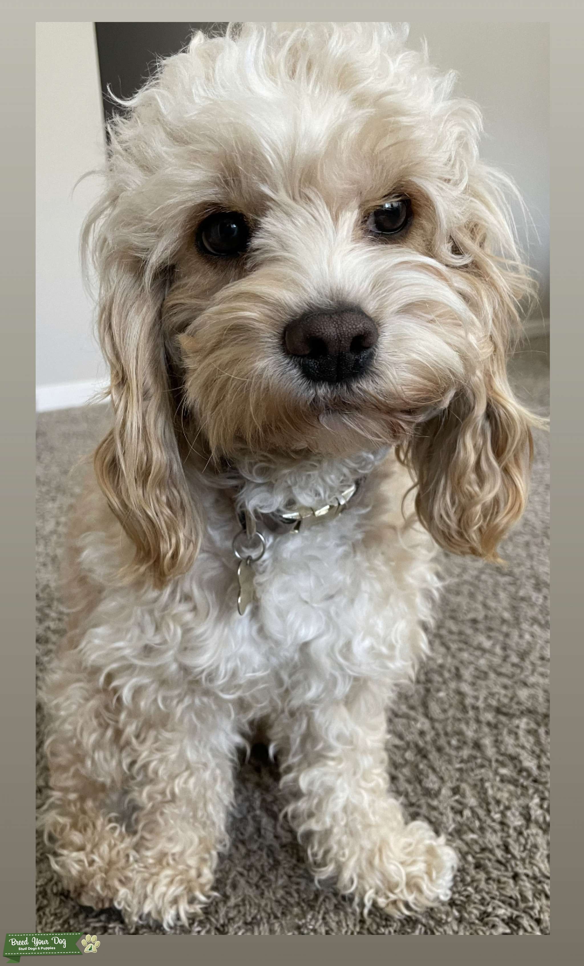 Sweet Cockapoo - Stud Dog in San Diego , United States | Breed Your Dog