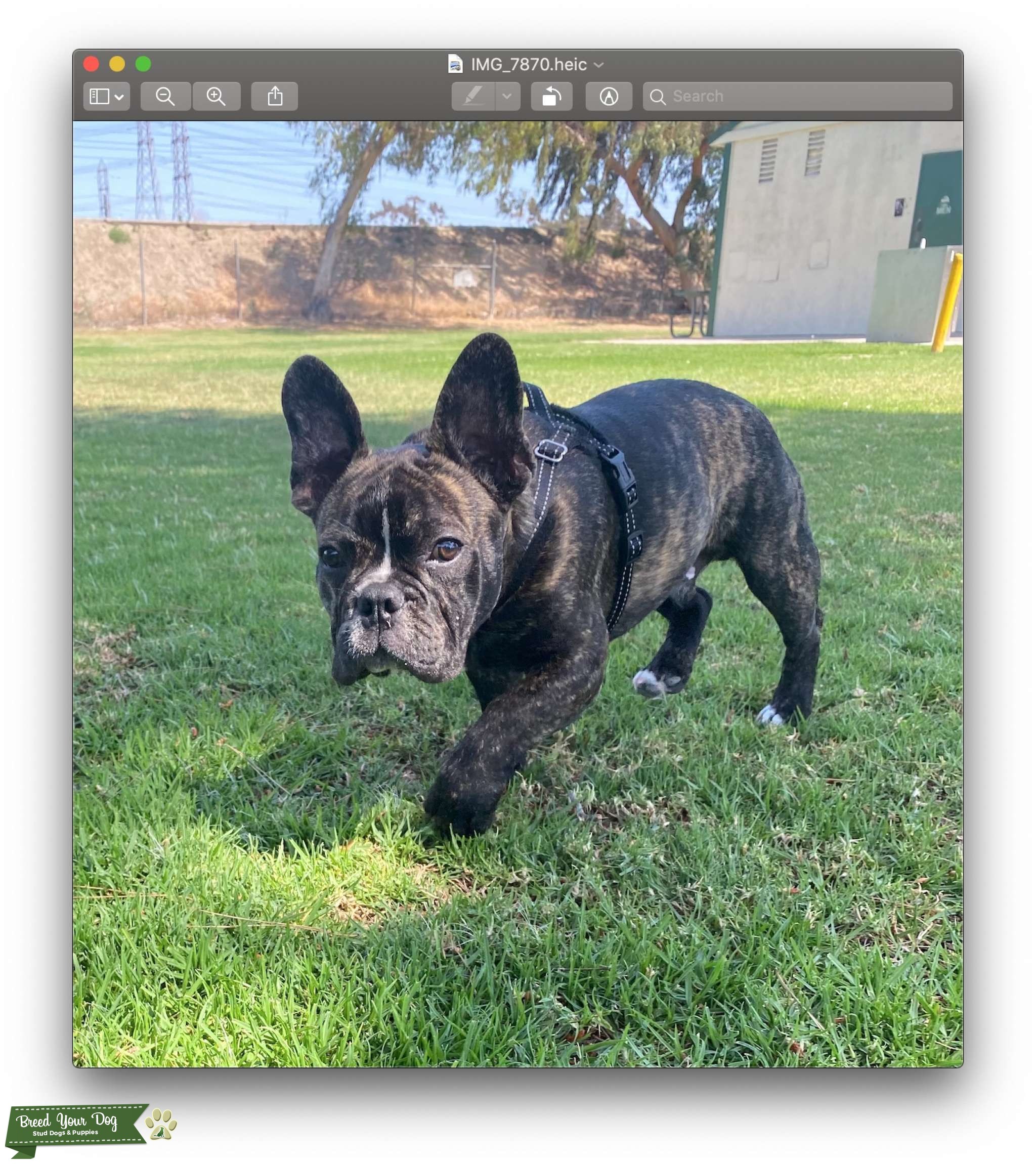 Handsome tiger brindle Frenchie in SoCal - Stud Dog in Los Angeles ...