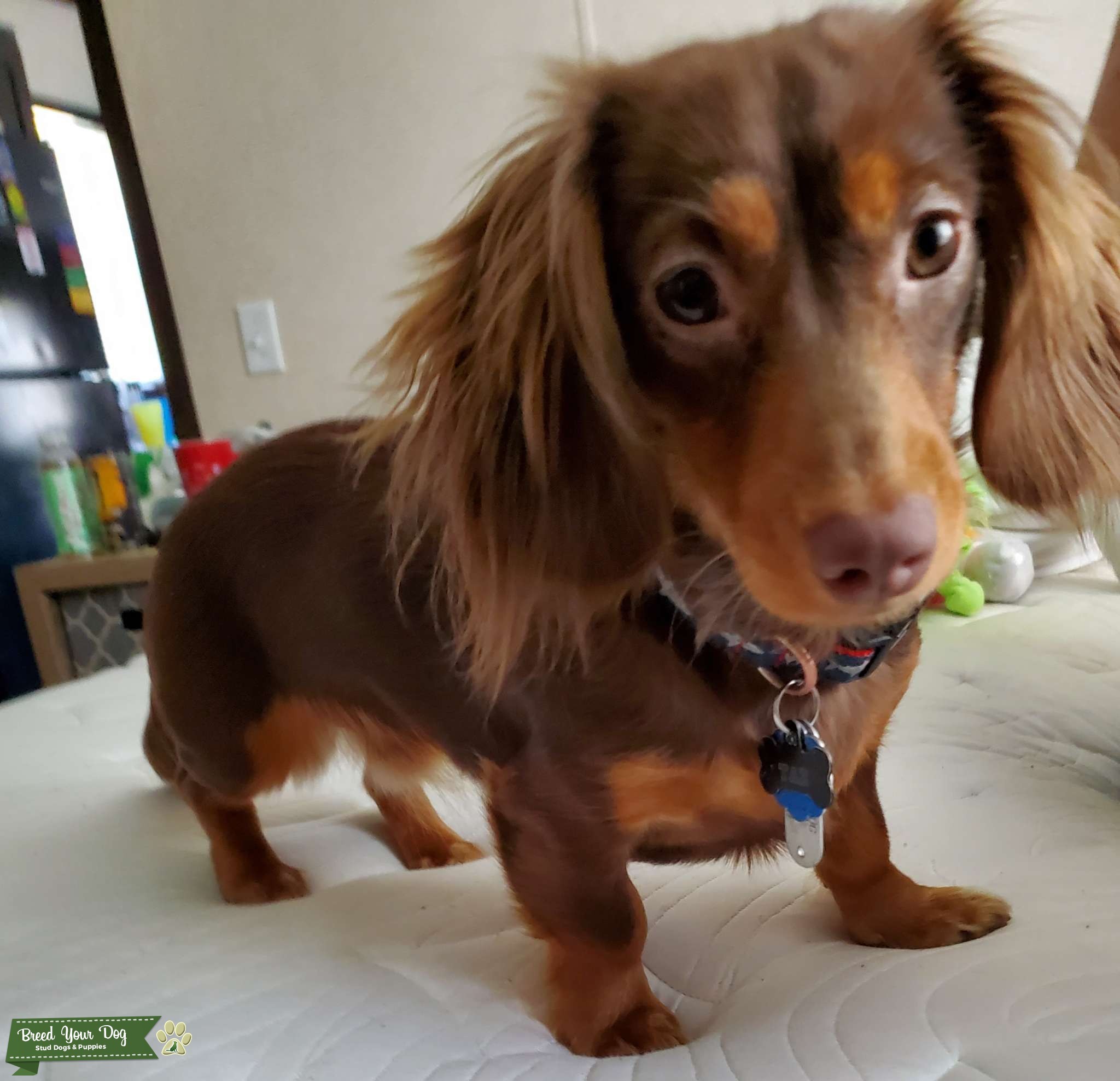 Chocolate and tan mini dachshund - Stud Dog in OH, United States ...