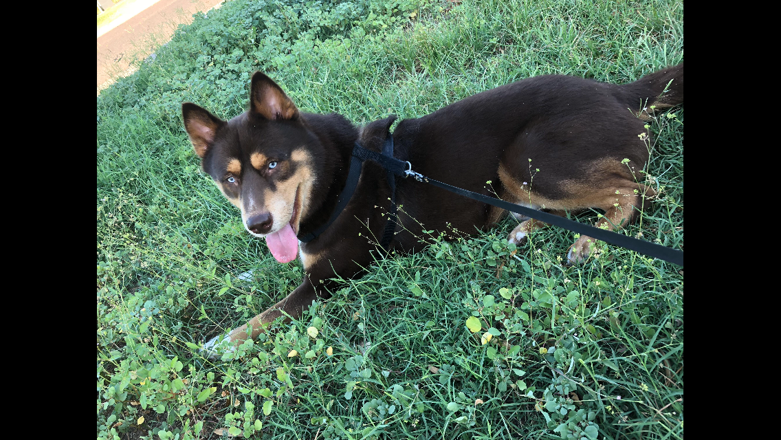 Brown Rottsky (Rottweiler and husky mix) - Stud Dog in Phoenix, Arizona ...