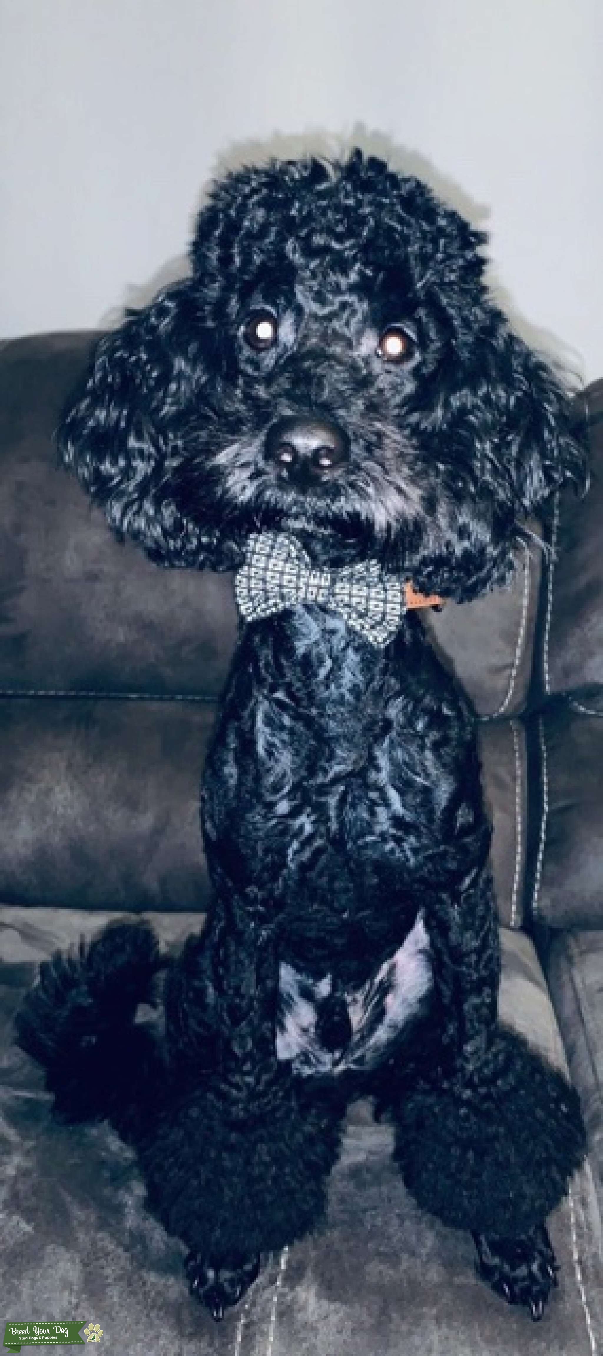 Miniature poodle - Stud Dog in County Durham , the United States ...