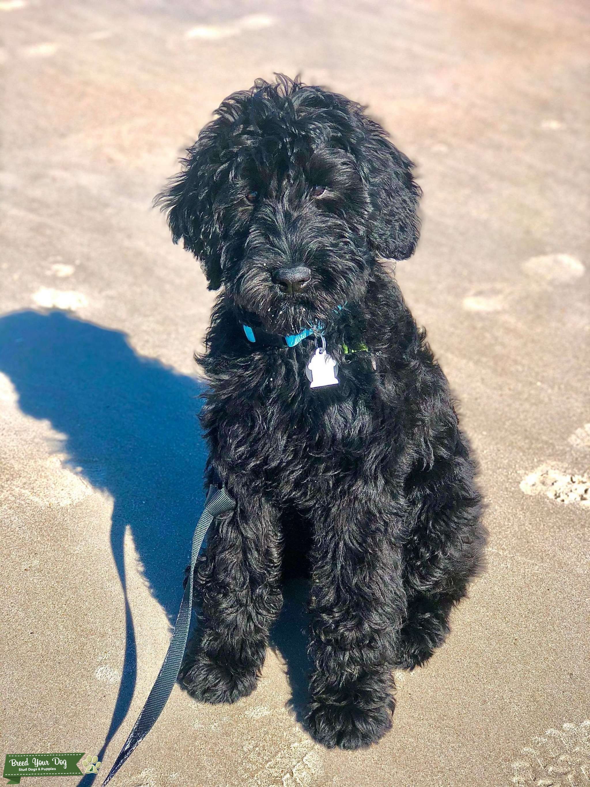 F1 Giant Schnoodle - Stud Dog in North Carolina, Australia | Breed Your Dog