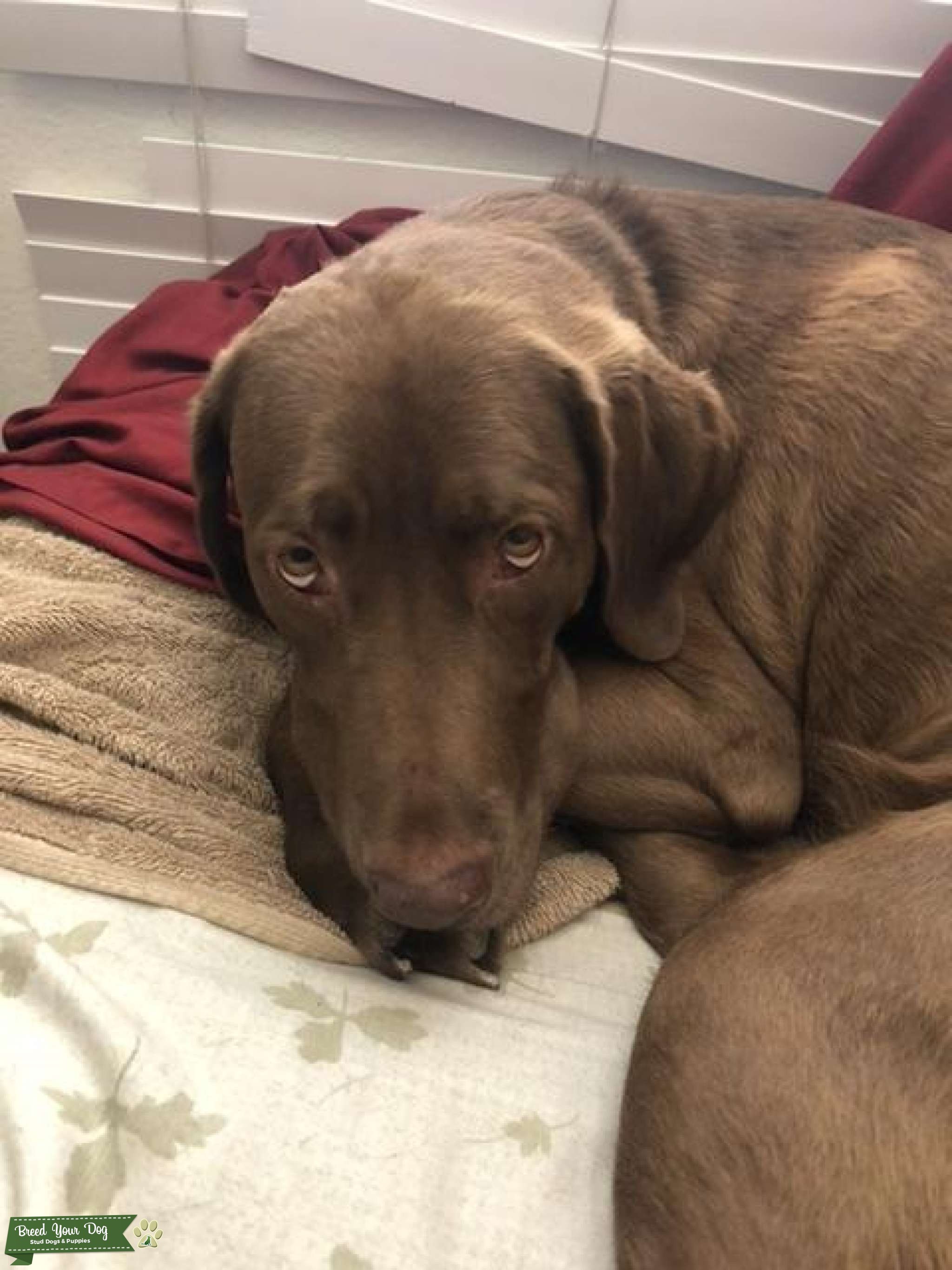 Chocolate Labrador Retriever - Stud Dog in Perris, CA, United States ...