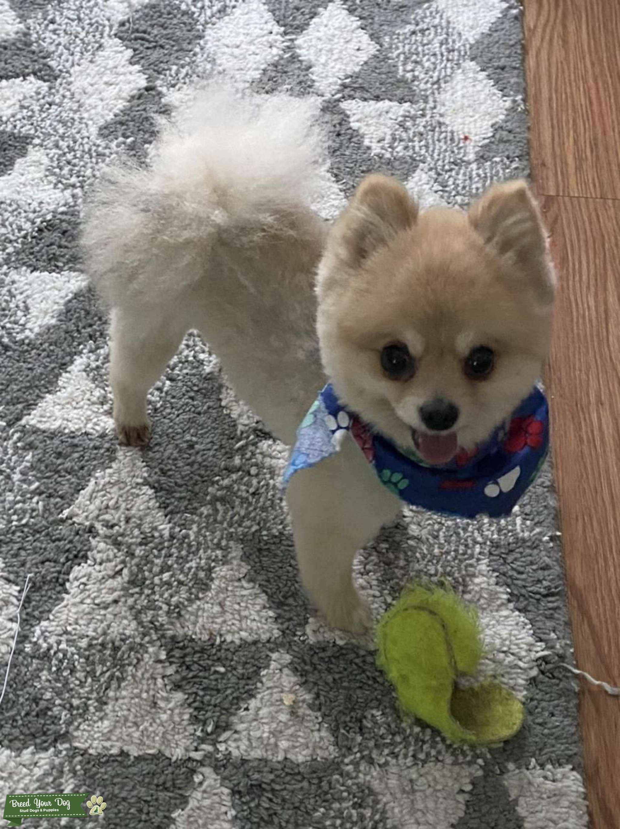 Beautiful Male Toy Pom - Stud Dog in Central Florida , the United ...