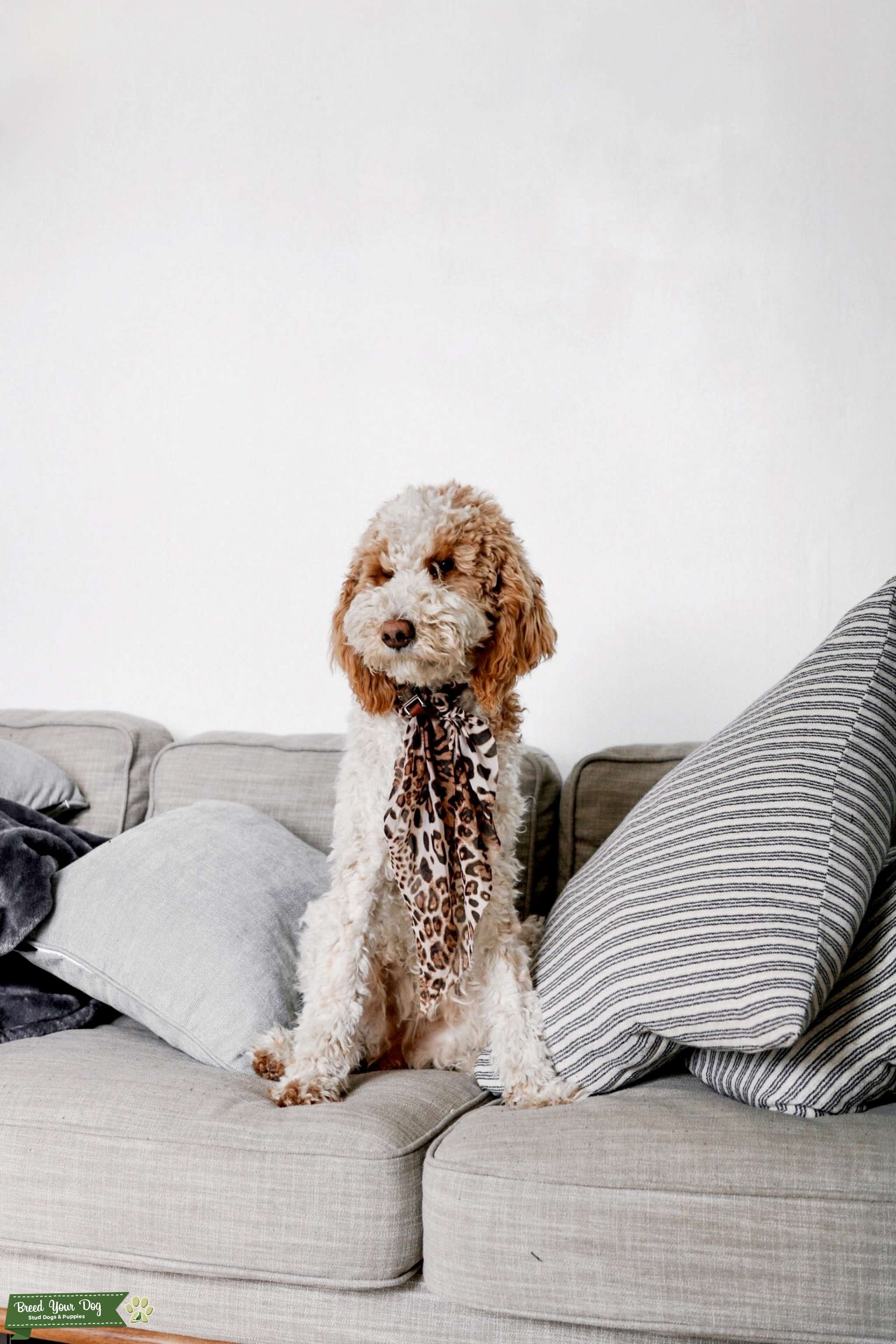 Multi-Doodle - Stud Dog in USA, the United States | Breed Your Dog