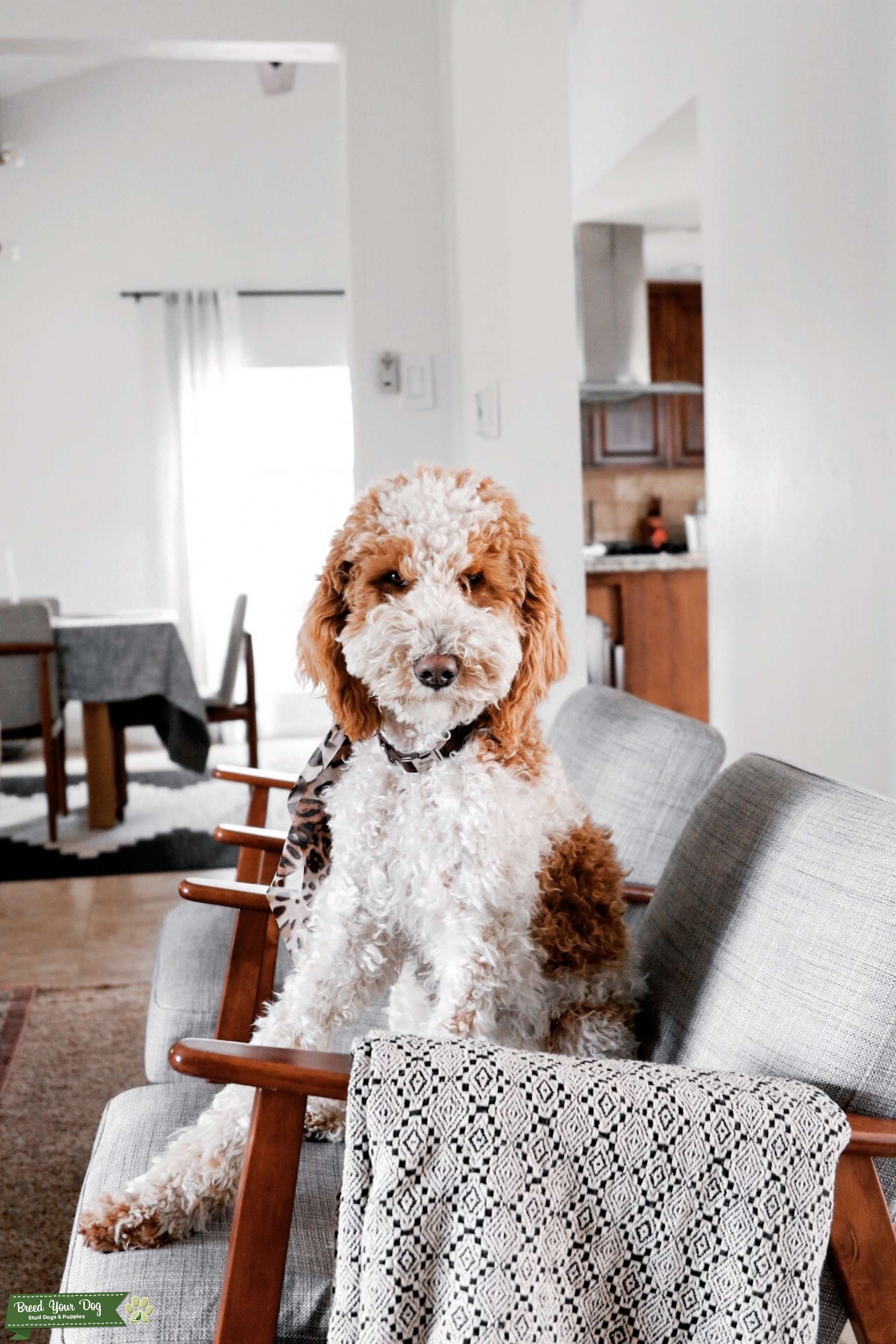 Multi-Doodle - Stud Dog in USA, the United States | Breed Your Dog