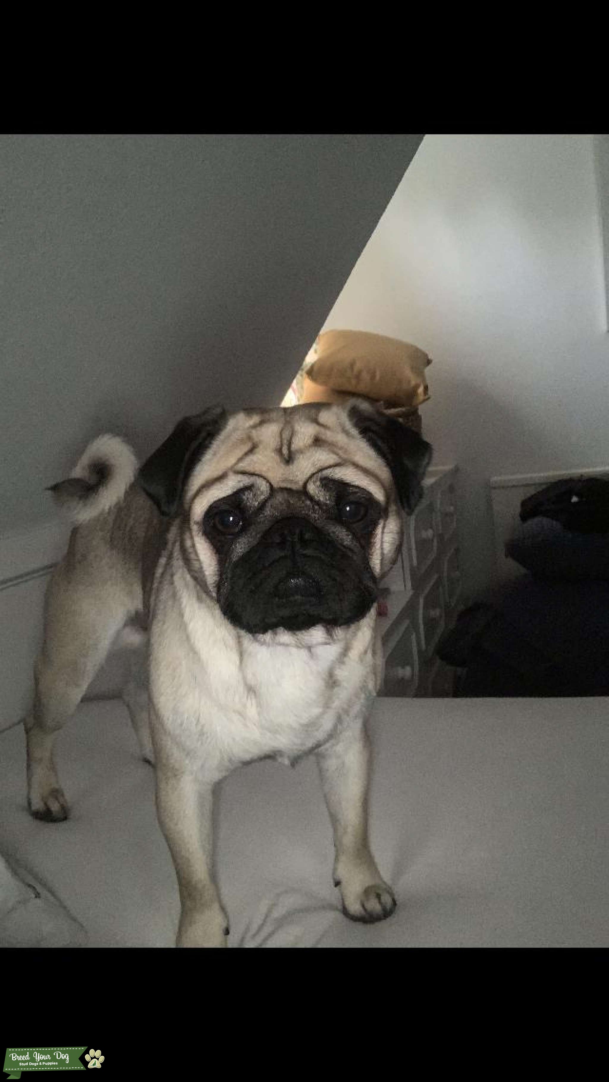 Beautiful young stud - Stud Dog Tamworth Staffordshire - Breed Your Dog