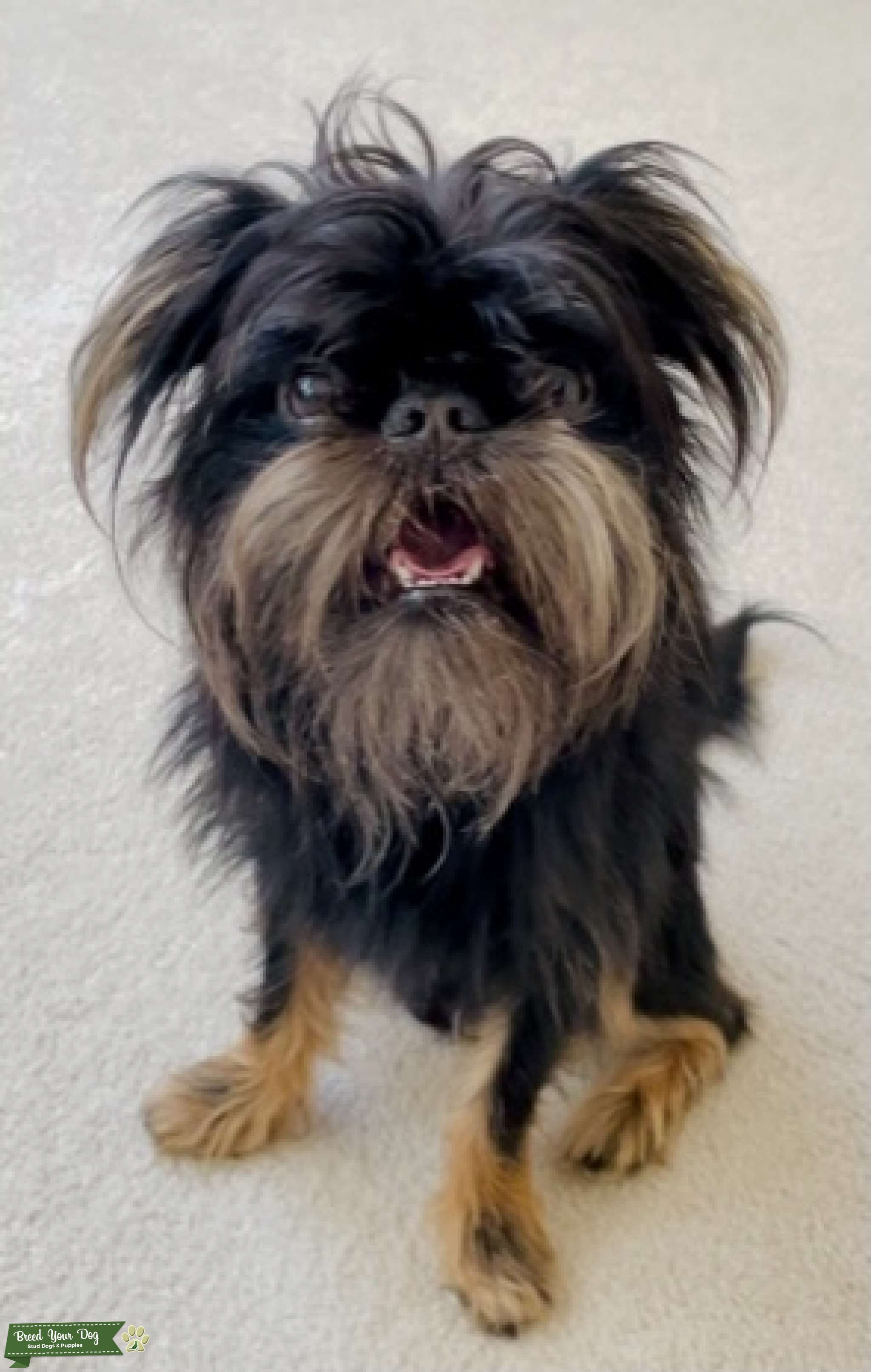 Handsome Friendly Griff - Stud Dog in Northeast, the United States ...