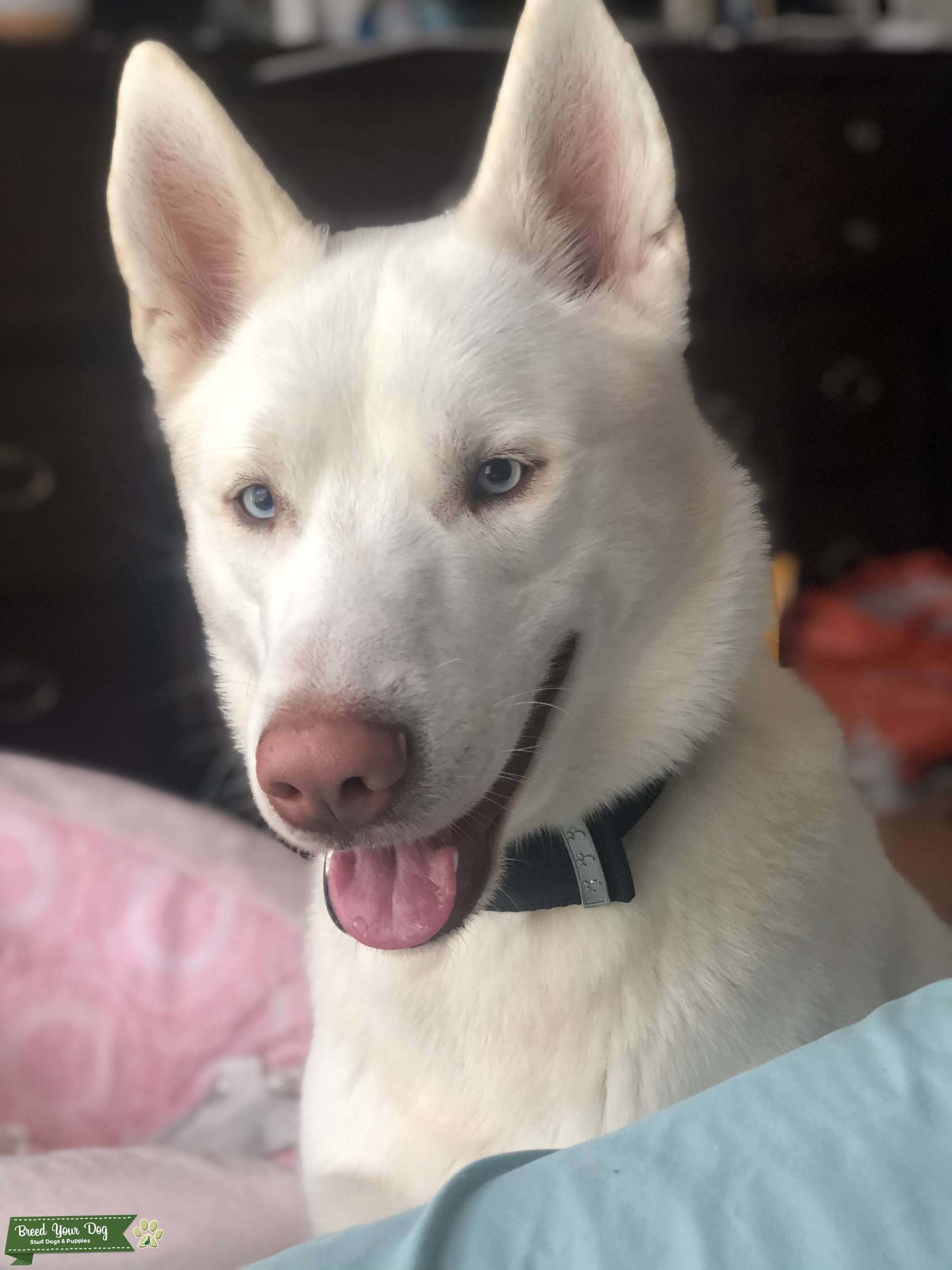 PURE WHITE HUSKY - Stud Dog Texas - Breed Your Dog