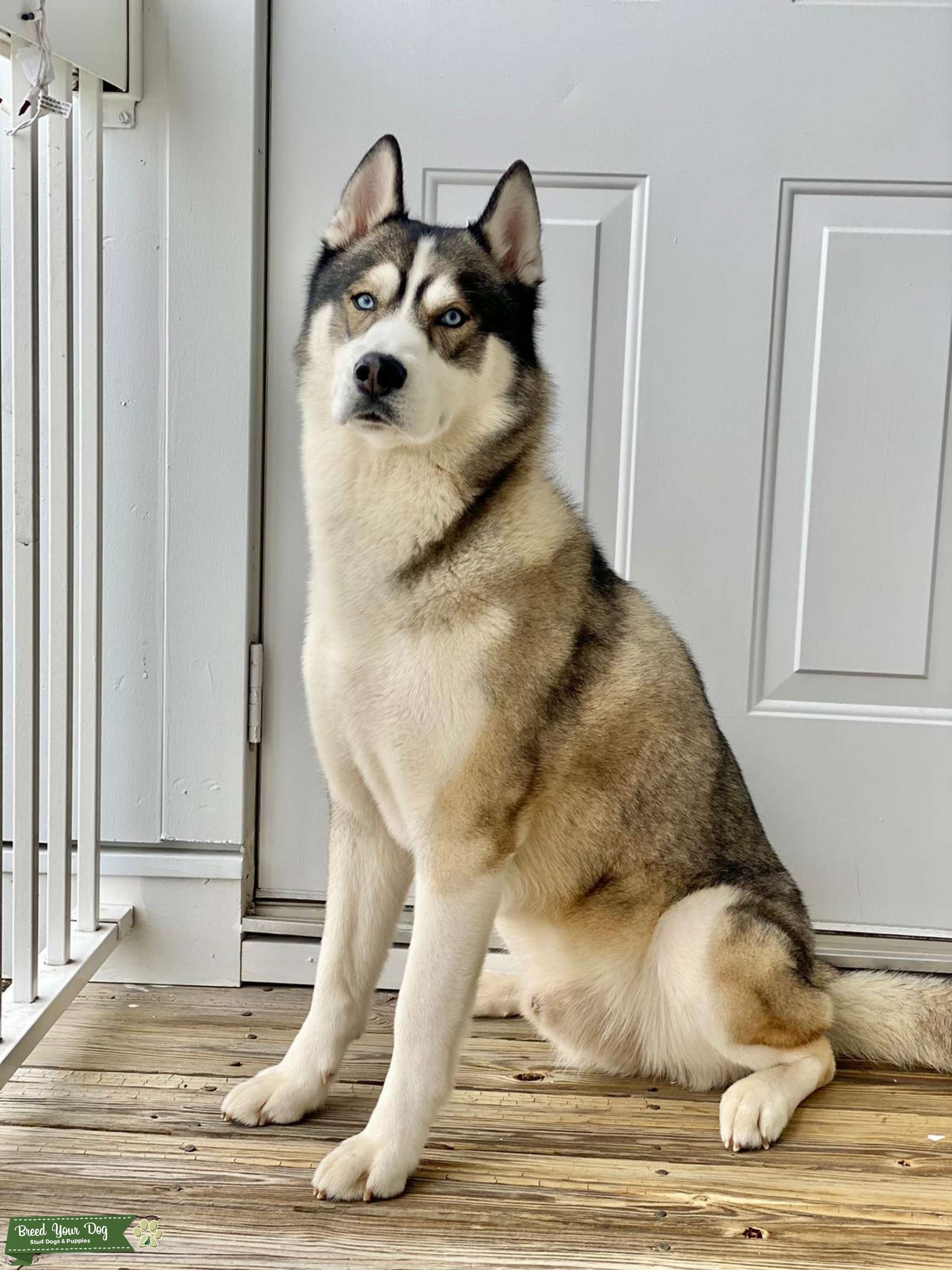 Beautiful Grey & White Male husky - Stud Dog in Virginia, United States ...