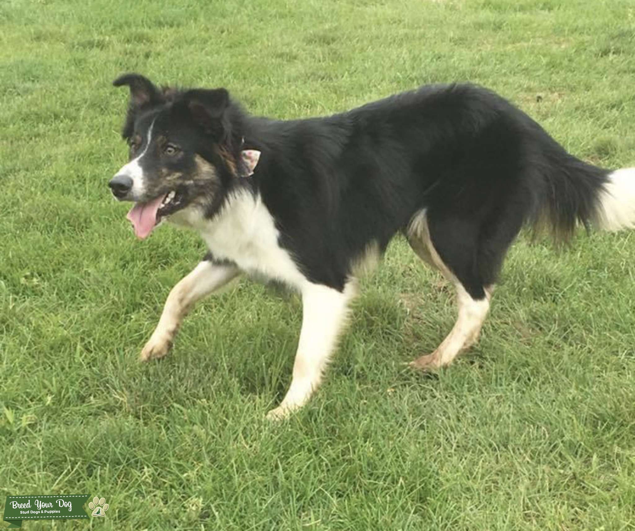 Pure-Bred Tri-Color Border Collie - Stud Dog Colorado - Breed Your Dog