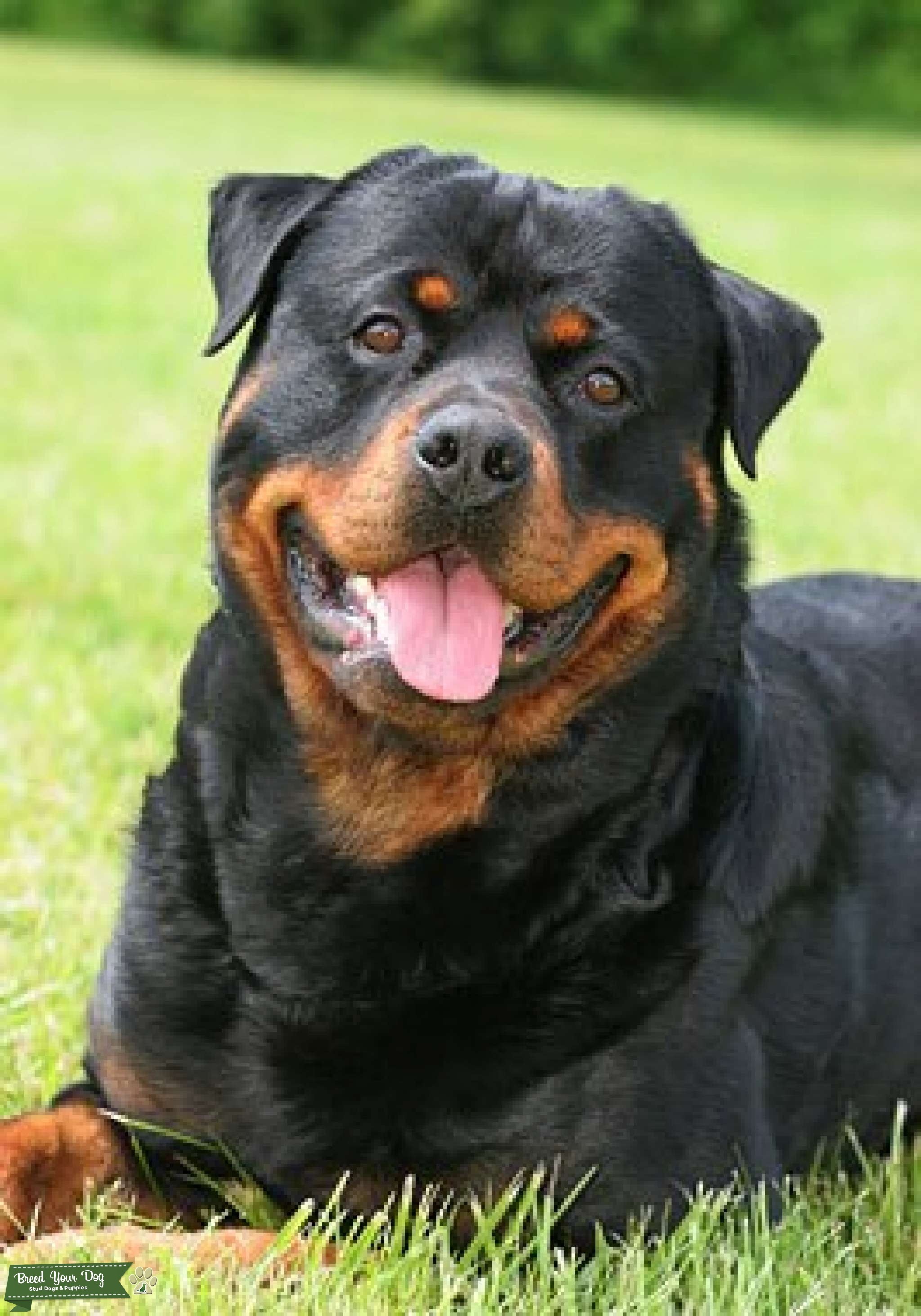 PURE GERMAN ROTTWEILLER LOOKING FOR MATE - Stud Dog ONTARIO - Breed ...