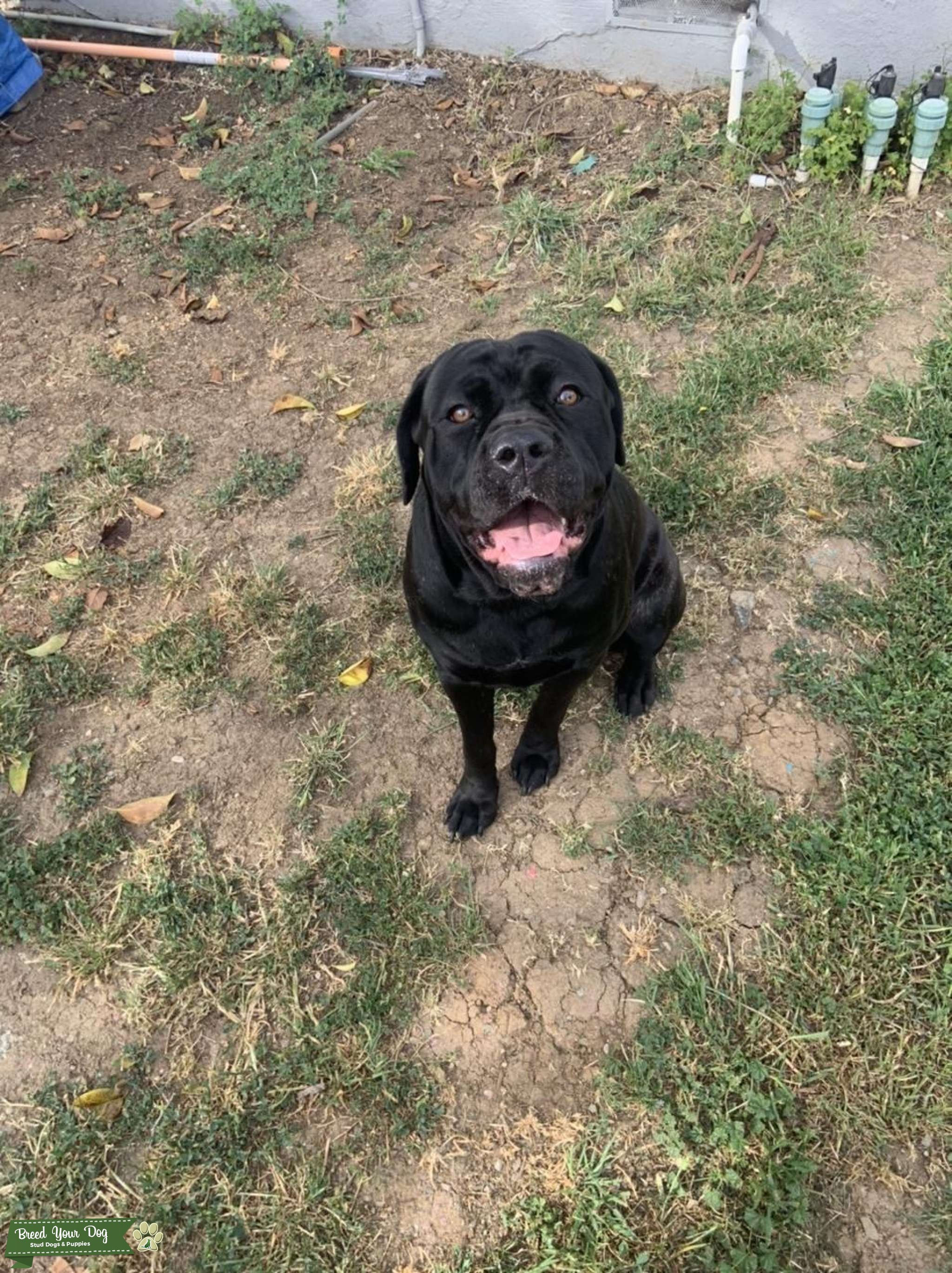Female Cane Corso - Stud Dog in Concord, United States | Breed Your Dog