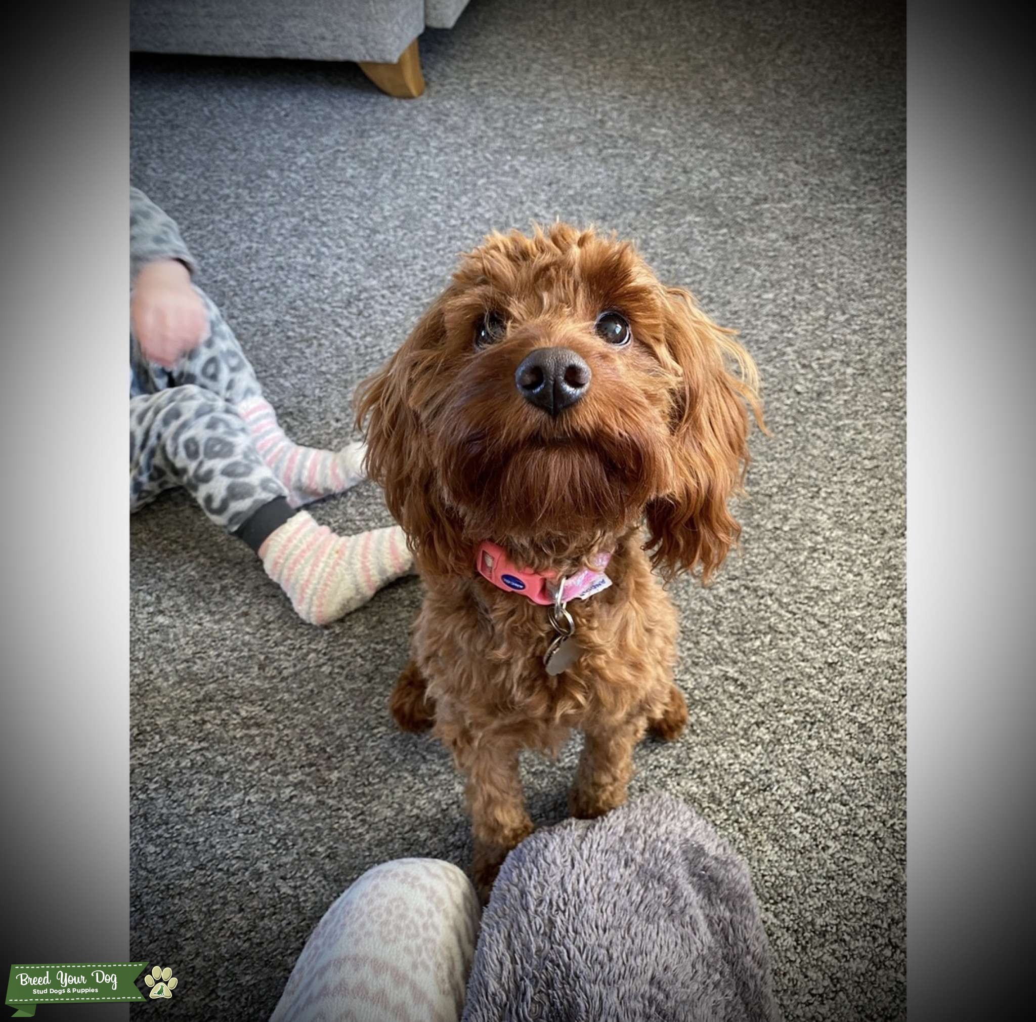Lovely Red Cavapoo - Stud Dog in North East Lincolnshire, the United ...